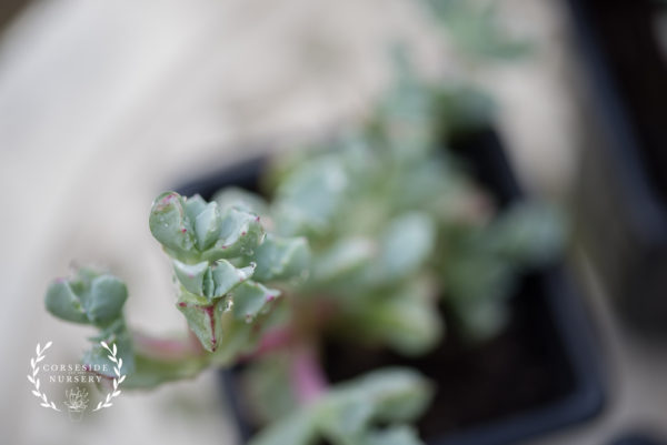 Oscularia Deltoides – Pink Iceplant outdoor succulent – Corseside ...