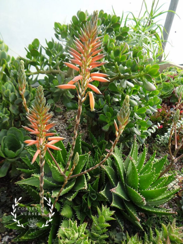 Aloe Nobilis ‘Golden Toothed Aloe’ – Corseside Nursery Pembrokeshire ...
