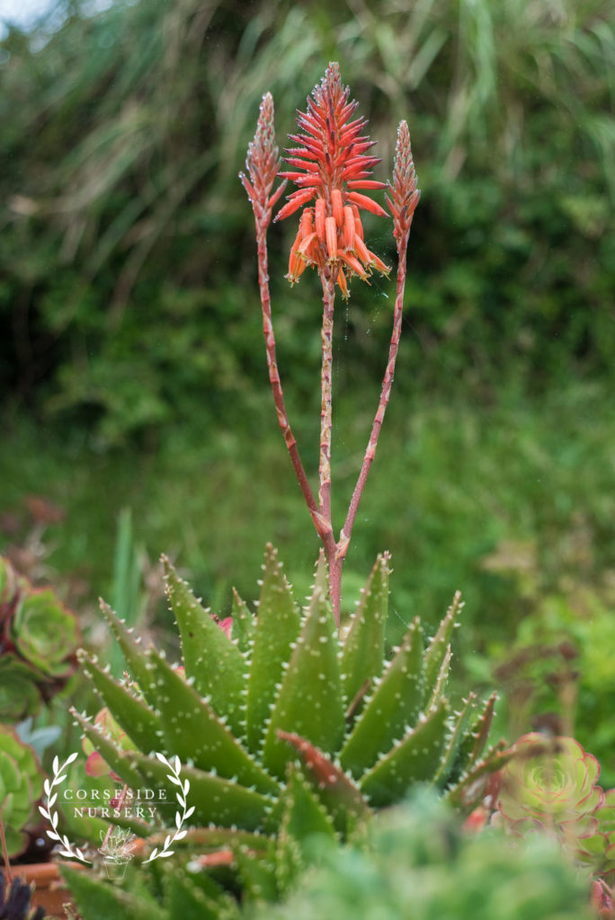 Aloe Nobilis ‘Golden Toothed Aloe’ – Corseside Nursery Pembrokeshire ...