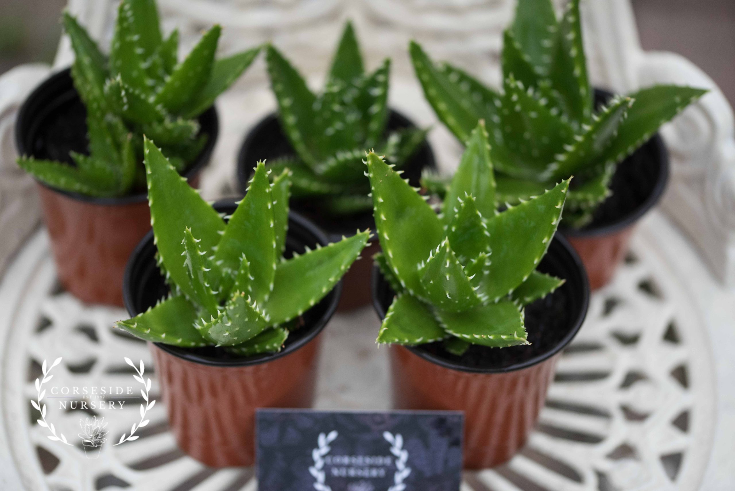 Aloe Nobilis 'Golden Toothed Aloe' - Corseside Nursery Pembrokeshire ...