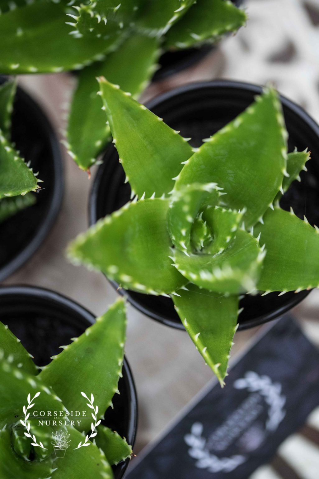 Aloe Nobilis ‘Golden Toothed Aloe’ – Corseside Nursery Pembrokeshire ...