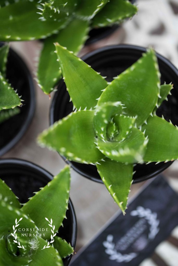 Aloe Nobilis ‘Golden Toothed Aloe’ – Corseside Nursery Pembrokeshire ...