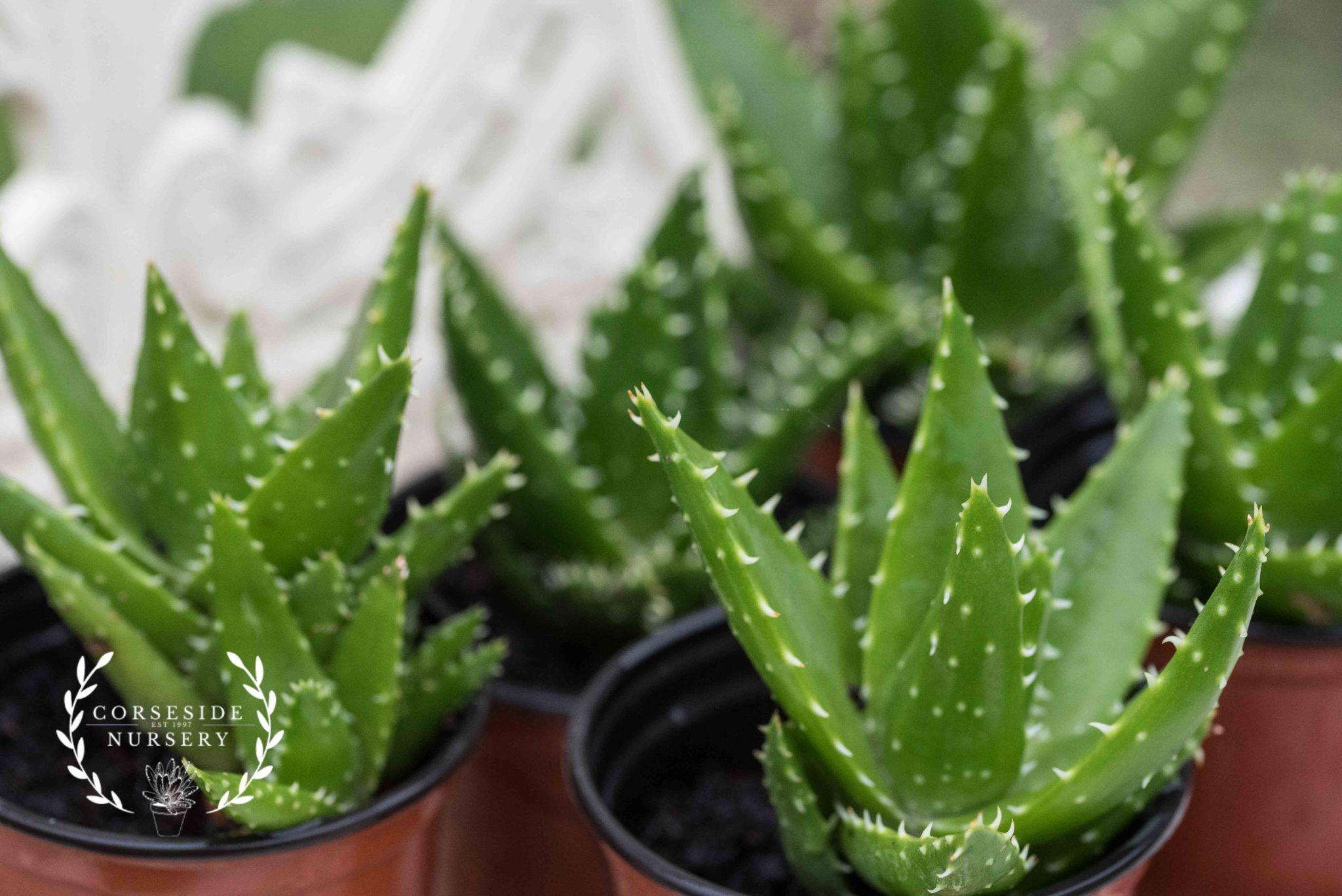 Aloe Nobilis ‘Golden Toothed Aloe’ – Corseside Nursery Pembrokeshire ...