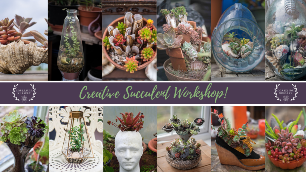 Creative Succulent Workshop with Corseside Nursery – Corseside Nursery ...