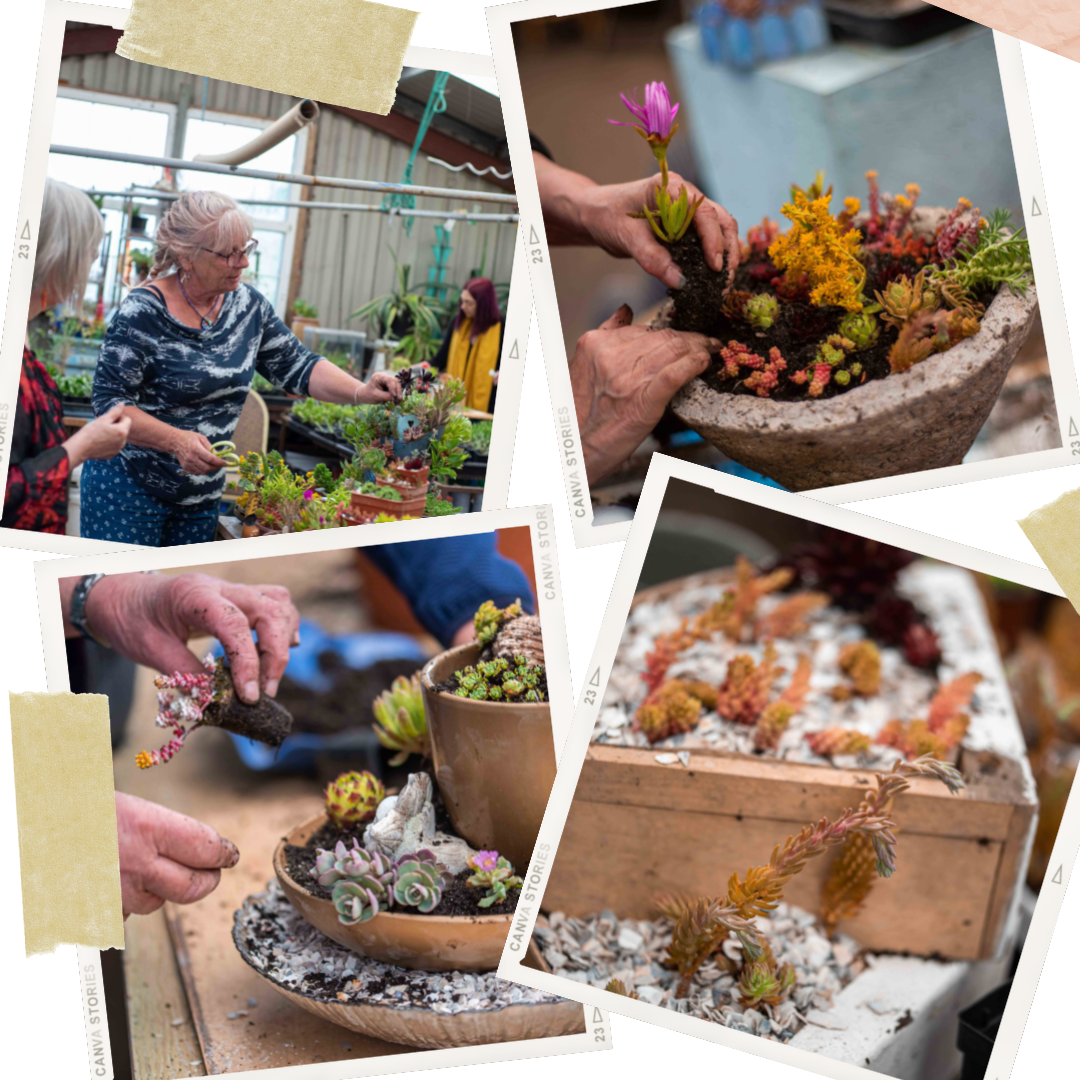 Creative Succulent Workshop with Corseside Nursery – Corseside Nursery ...