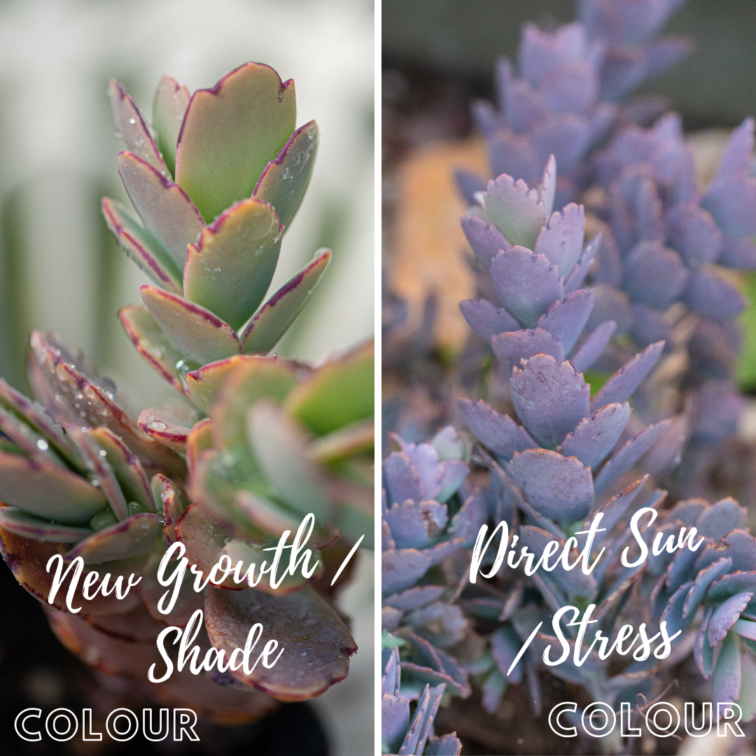 Kalanchoe ‘Lavender Scallops’ – Bryophyllum Fedtschenkoi (UK Grown ...