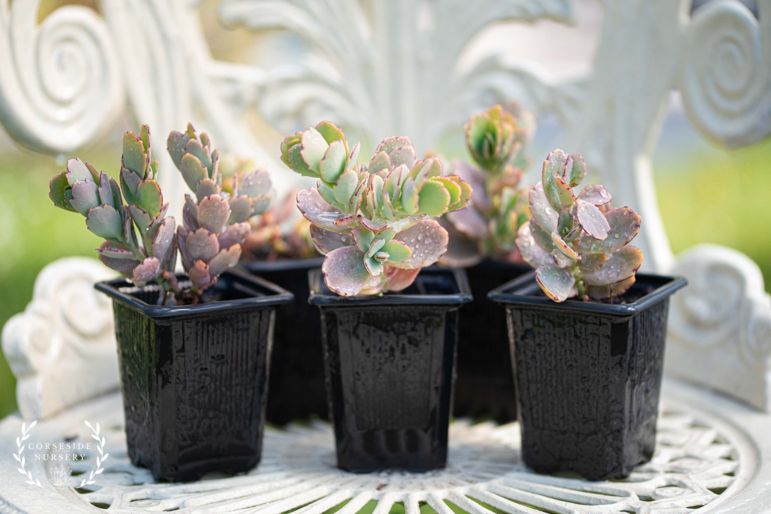 Kalanchoe ‘Lavender Scallops’ – Bryophyllum Fedtschenkoi (UK Grown ...