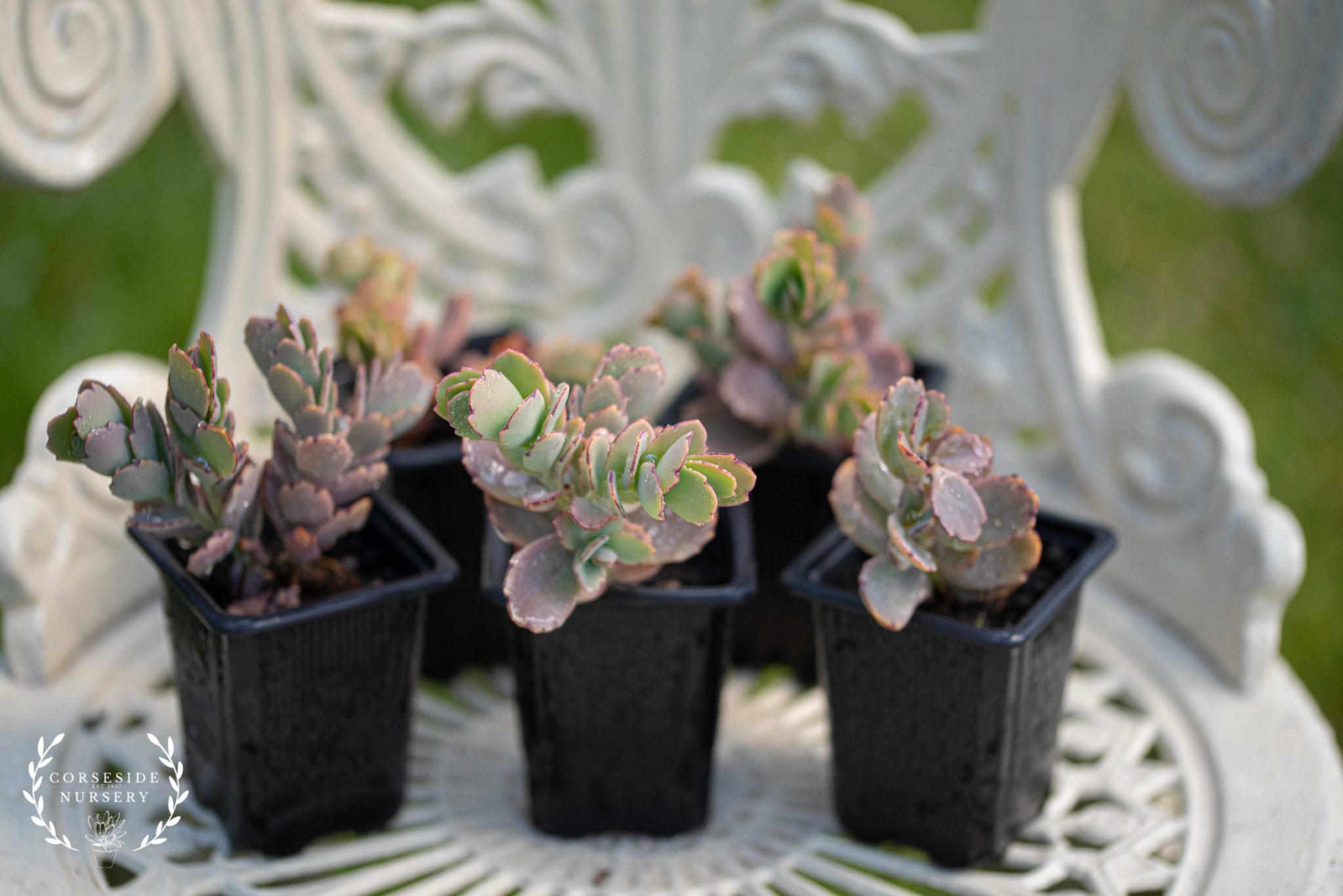 Kalanchoe ‘Lavender Scallops’ – Bryophyllum Fedtschenkoi (UK Grown ...