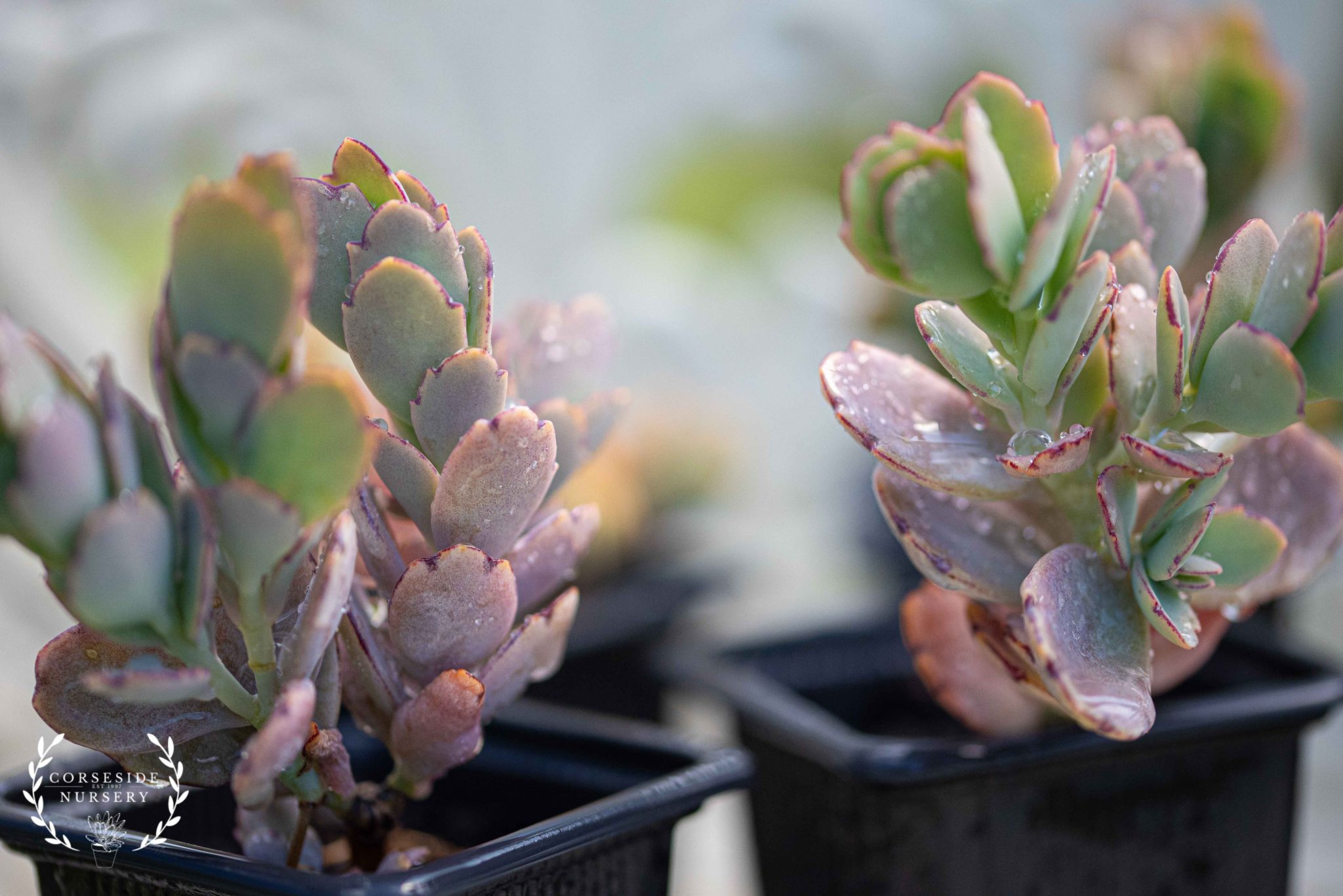 Kalanchoe ‘Lavender Scallops’ – Bryophyllum Fedtschenkoi (UK Grown ...