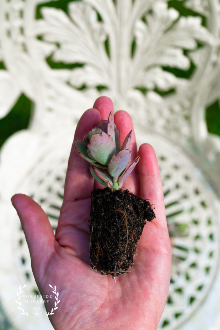 Kalanchoe ‘Lavender Scallops’ – Bryophyllum Fedtschenkoi (UK Grown ...