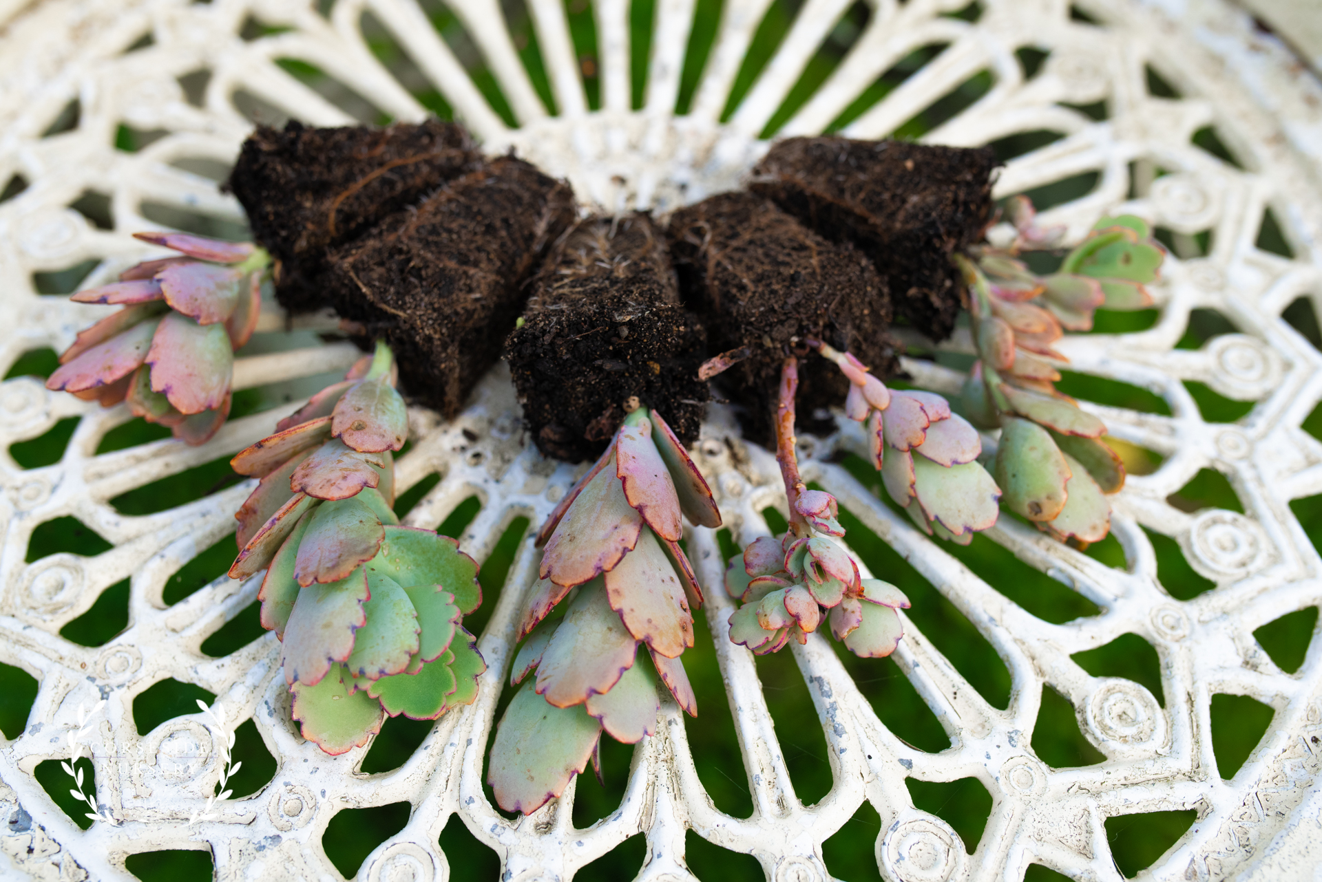 Kalanchoe ‘Lavender Scallops’ – Bryophyllum Fedtschenkoi (UK Grown ...