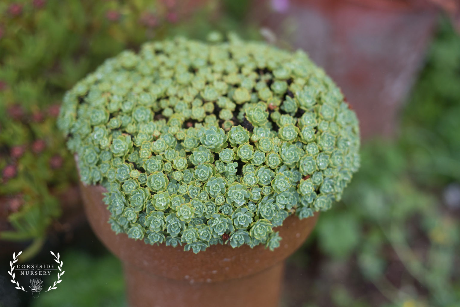 Sedum Pachyclados ‘White Diamond’ Stonecrop – Well rooted coastal hardy ...