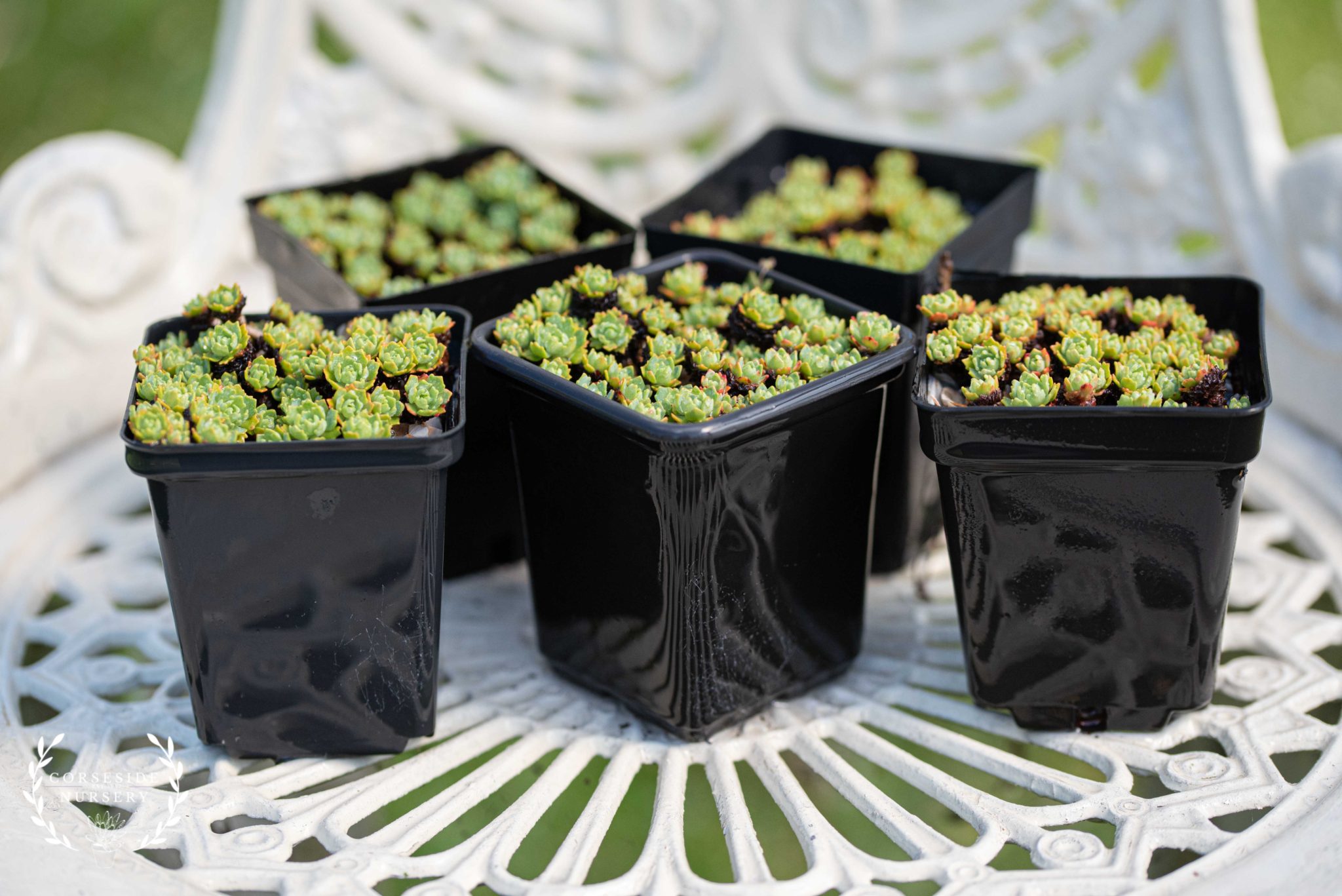 Sedum Pachyclados ‘White Diamond’ Stonecrop – Well rooted coastal hardy ...