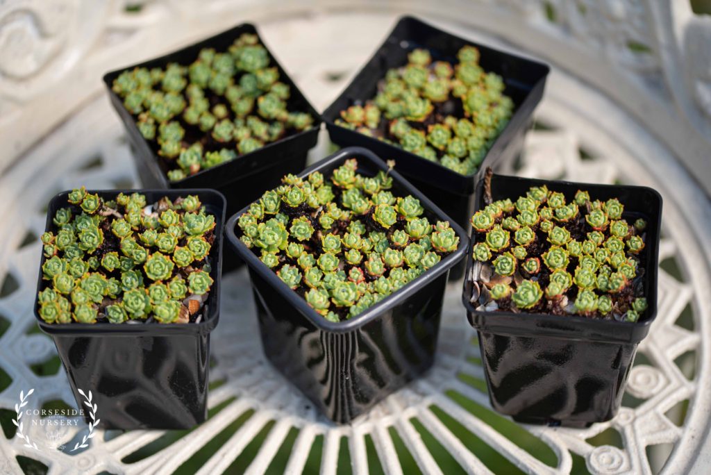 Sedum Pachyclados ‘White Diamond’ Stonecrop – Well rooted coastal hardy ...