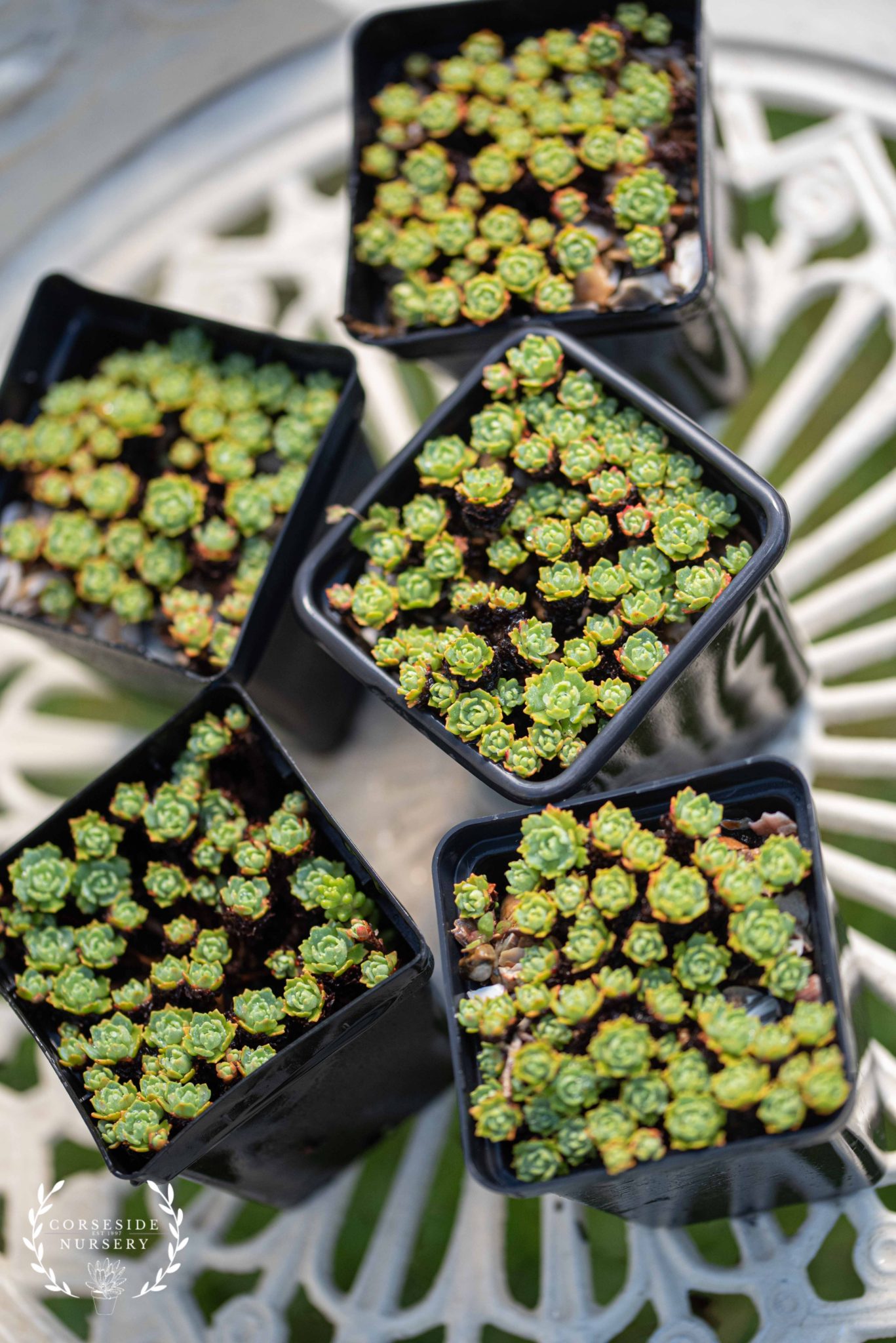 Sedum Pachyclados ‘White Diamond’ Stonecrop – Well rooted coastal hardy ...