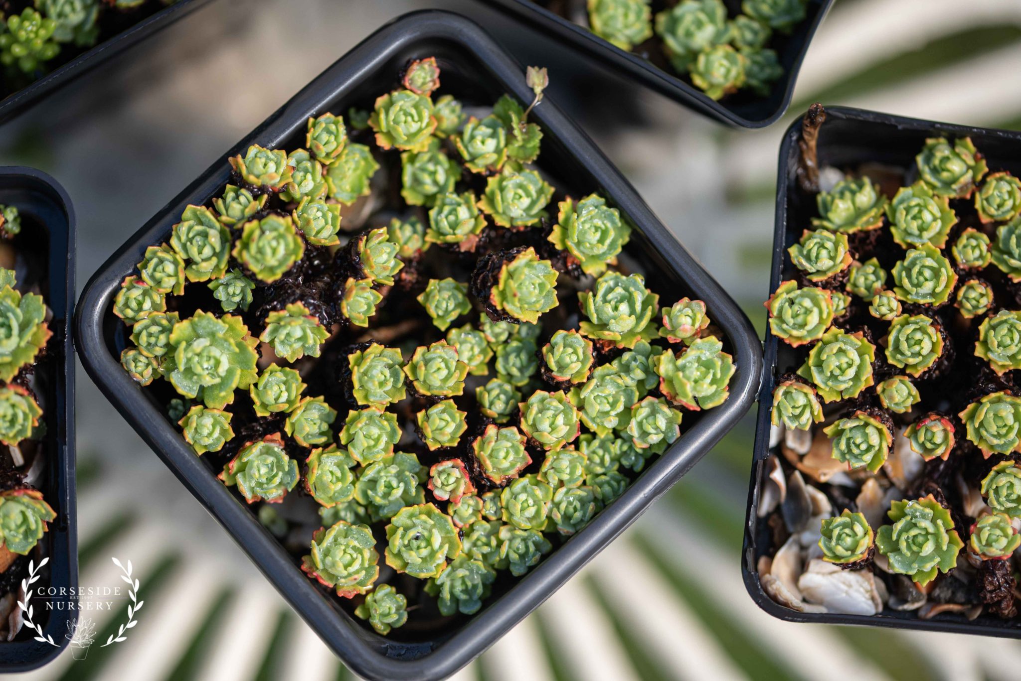 Sedum Pachyclados ‘White Diamond’ Stonecrop – Well rooted coastal hardy ...