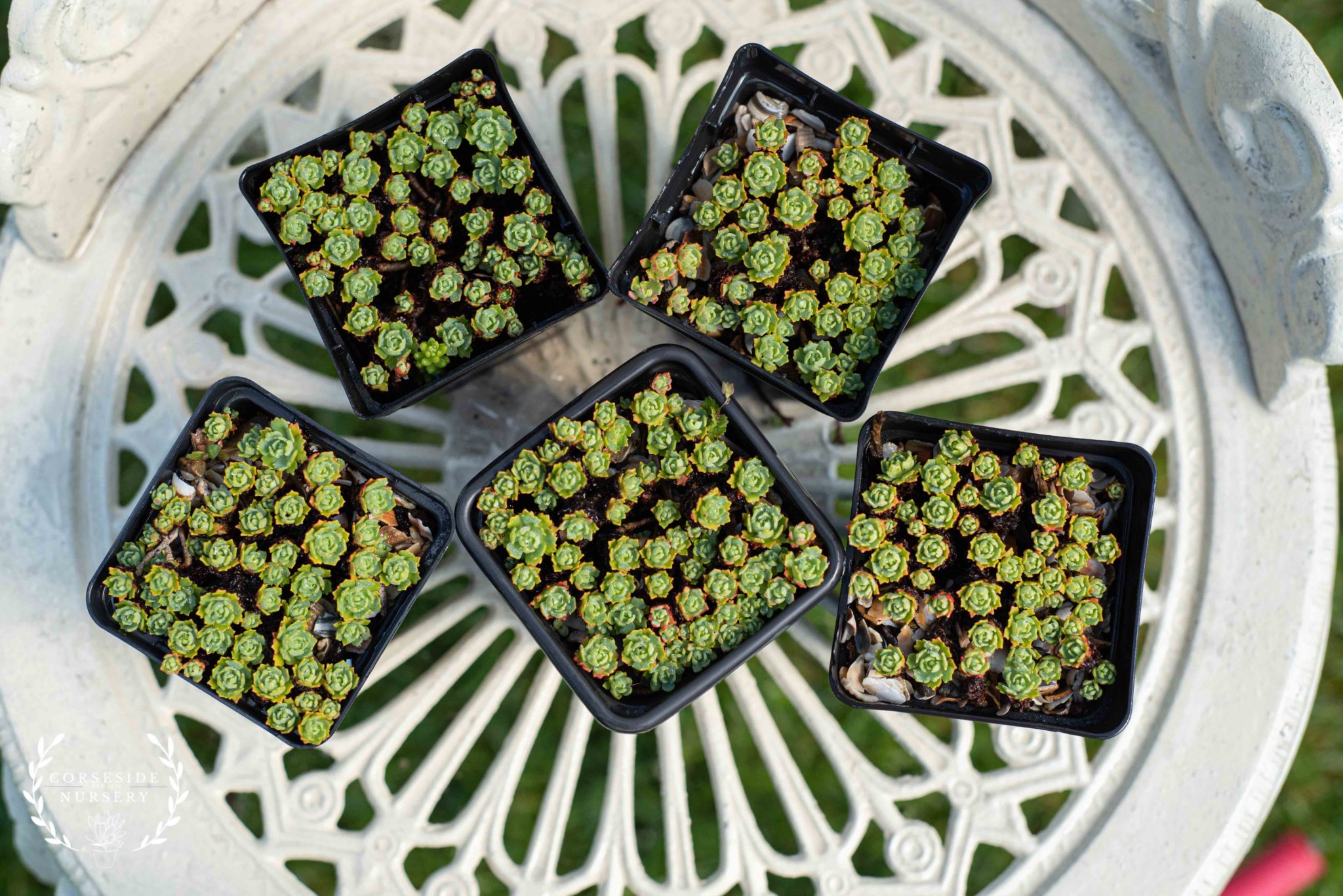 Sedum Pachyclados ‘White Diamond’ Stonecrop – Well rooted coastal hardy ...