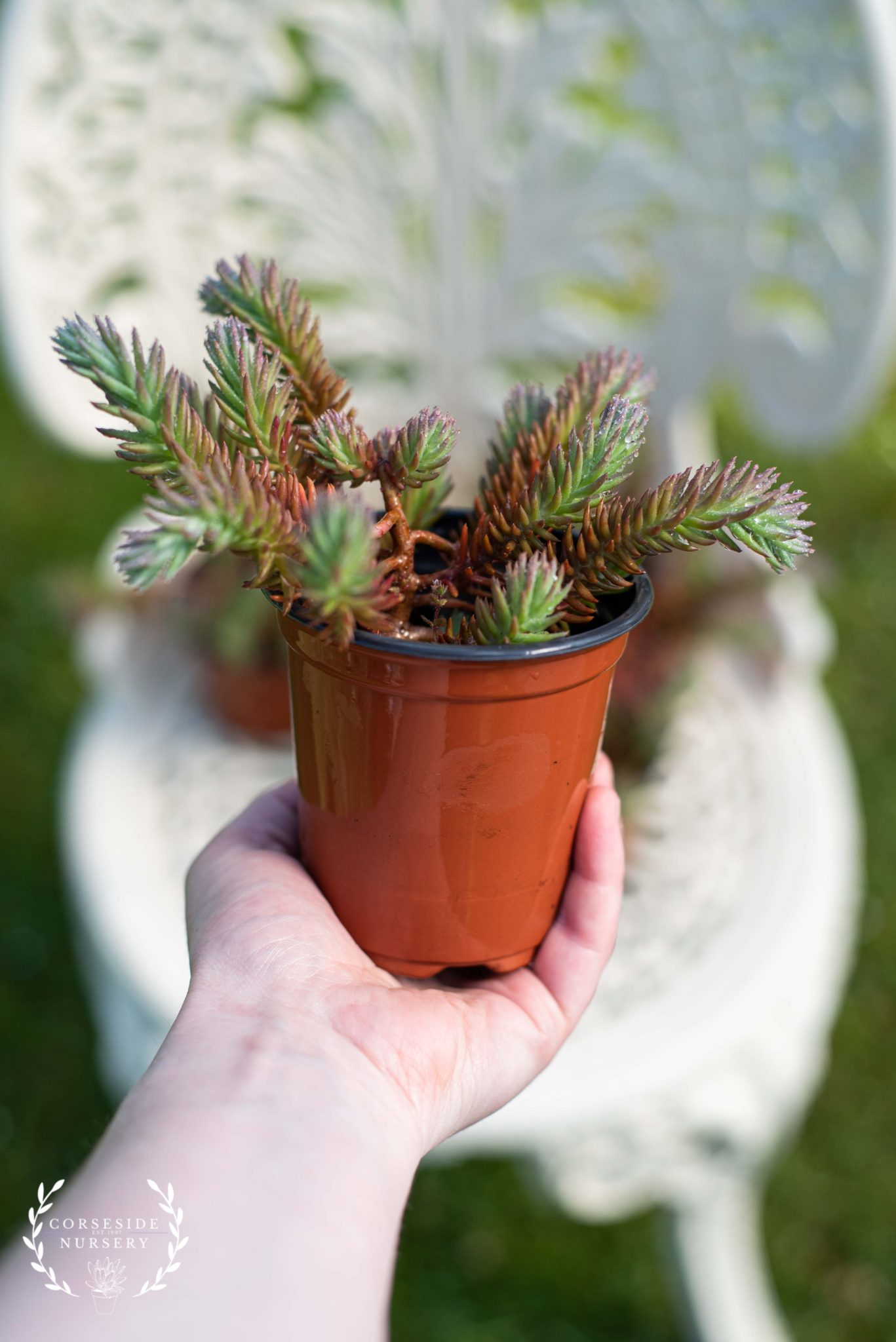 Sedum Rupestre ‘Angelina’ – Coastal Hardy Outdoor succulent – Corseside ...