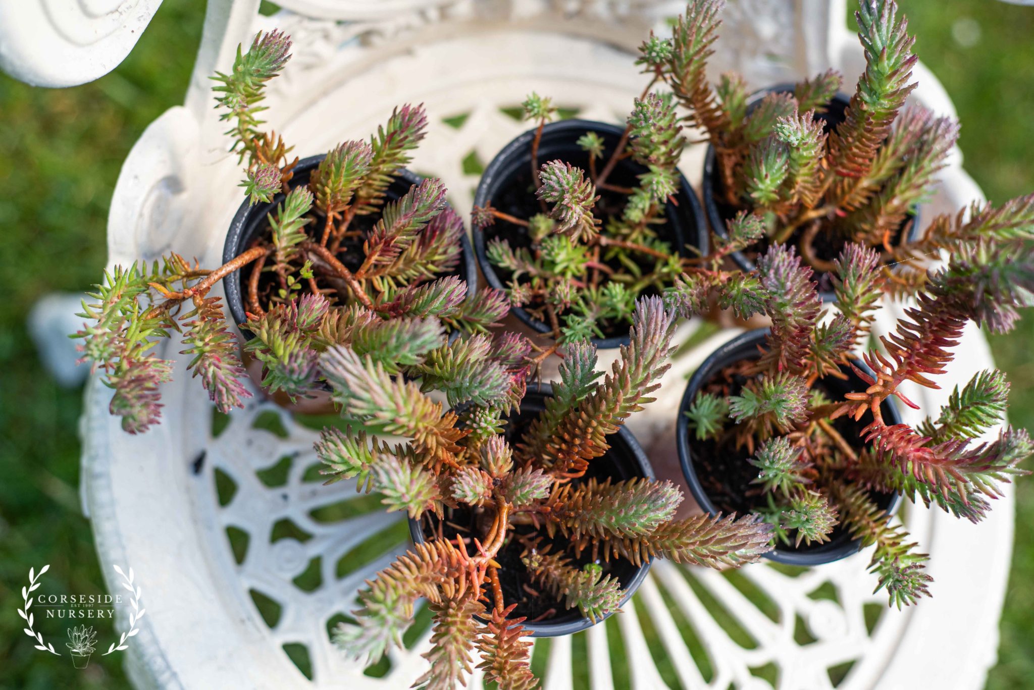 Sedum Rupestre ‘Angelina’ – Coastal Hardy Outdoor succulent – Corseside ...