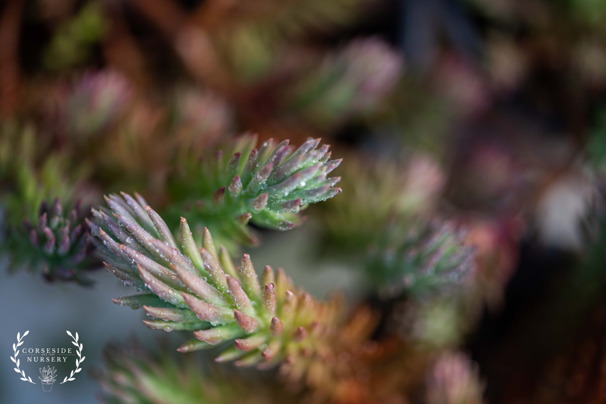 Sedum Rupestre ‘Angelina’ – Coastal Hardy Outdoor succulent – Corseside ...