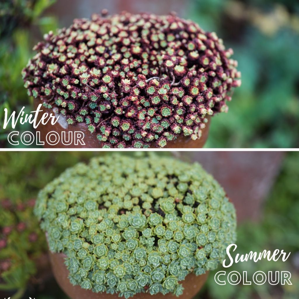 Sedum Pachyclados ‘White Diamond’ Stonecrop – Well rooted coastal hardy ...