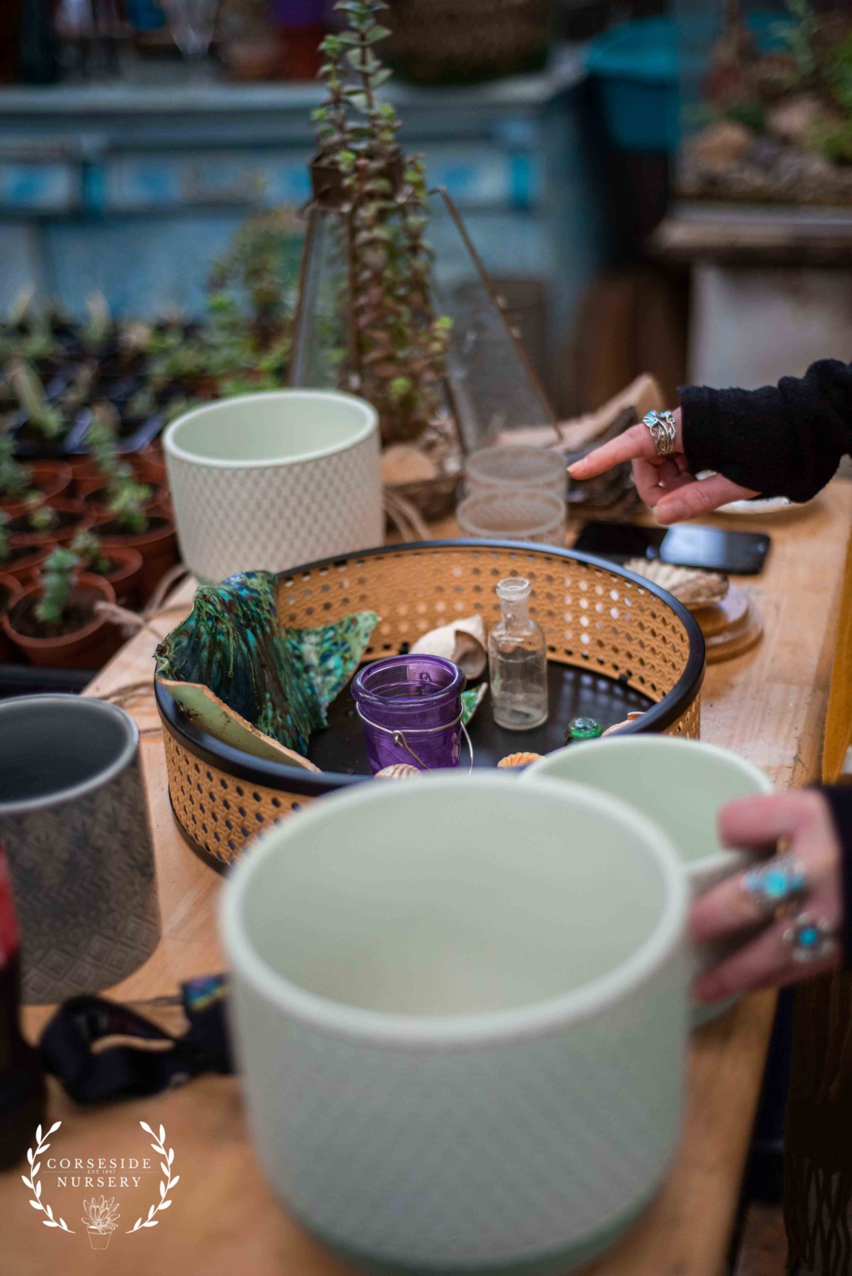Our First Creative Succulent Workshop! – Corseside Nursery ...