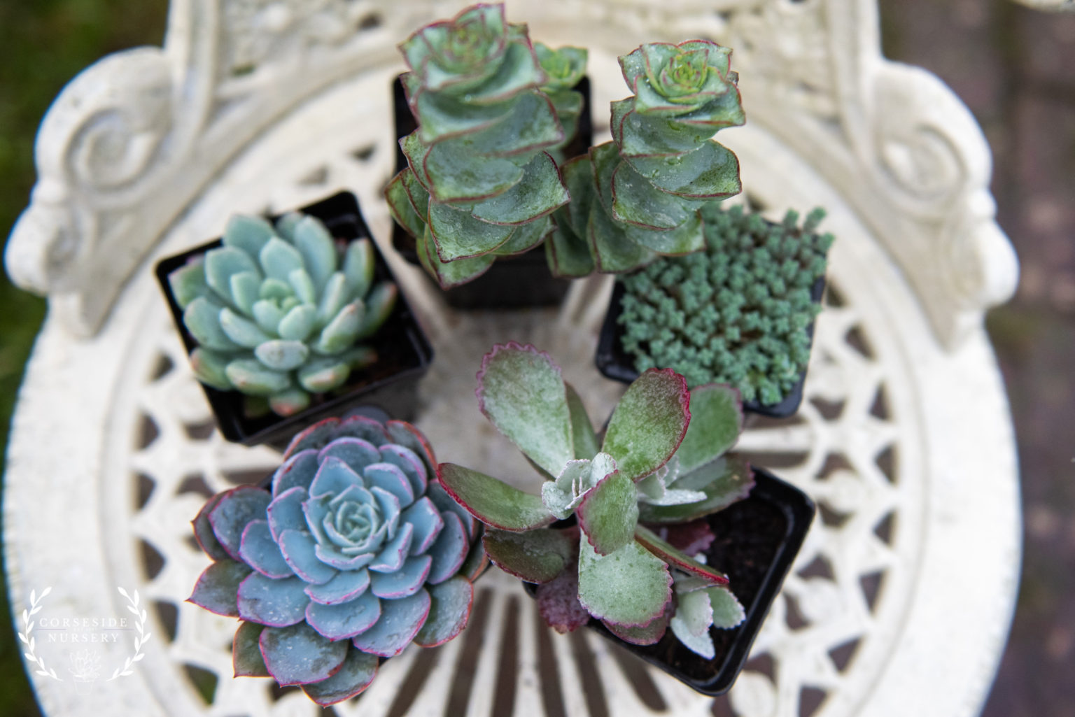 Shades of Grey Succulent Collection by Corseside Nursery – FREE ...