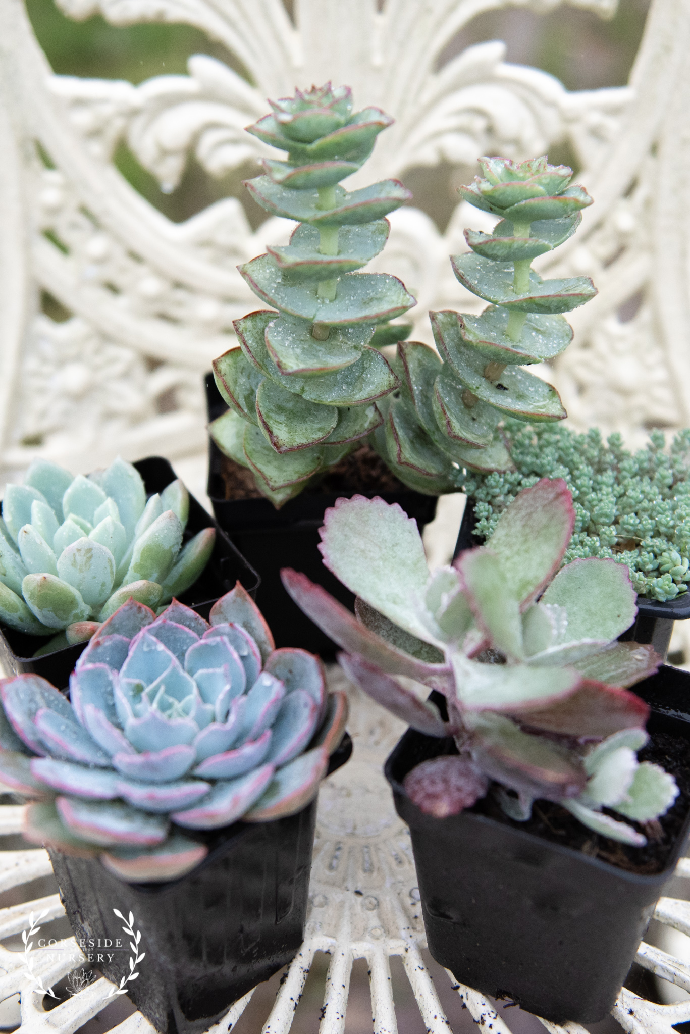 Shades of Grey Succulent Collection by Corseside Nursery – FREE ...