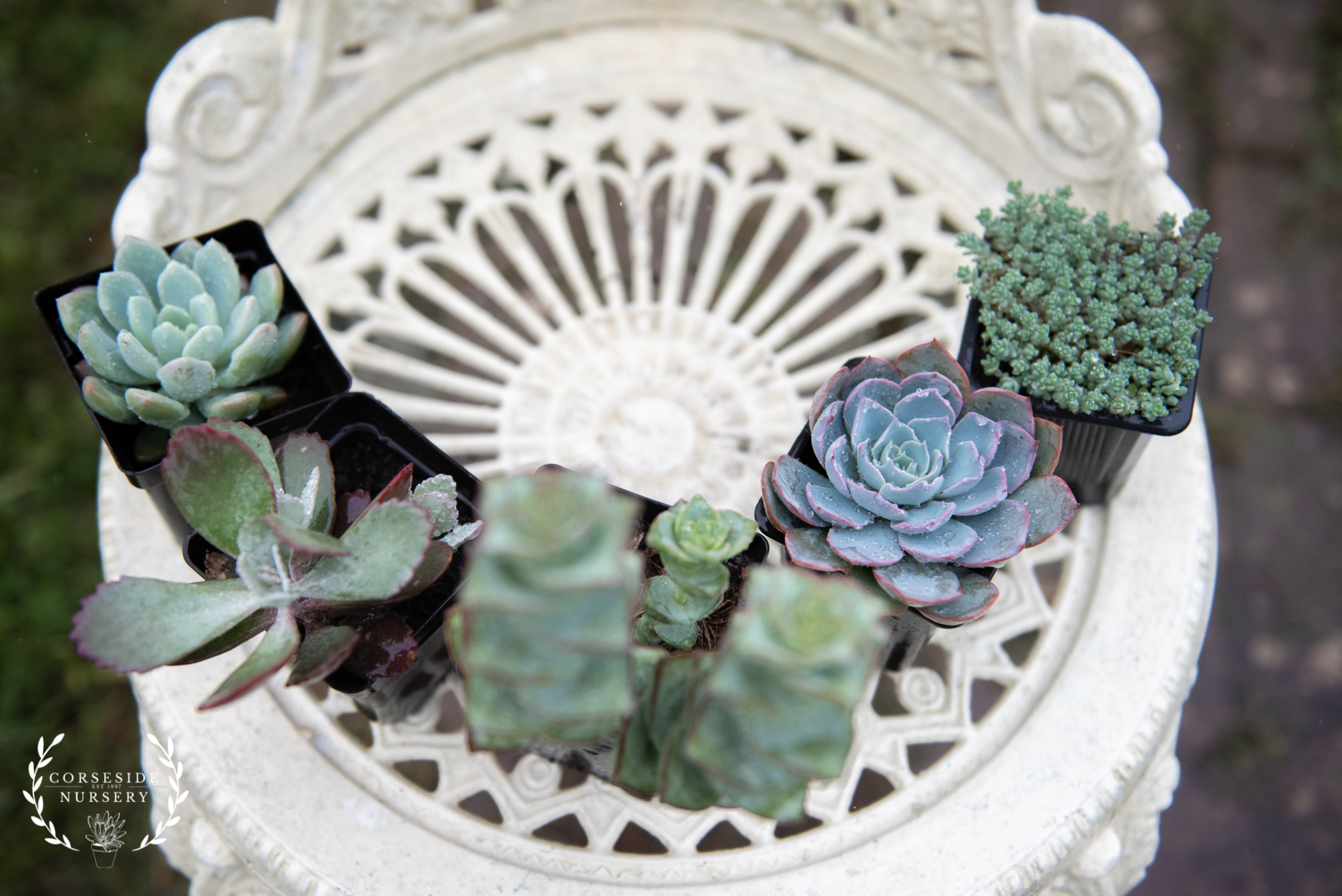 Shades of Grey Succulent Collection by Corseside Nursery – FREE ...