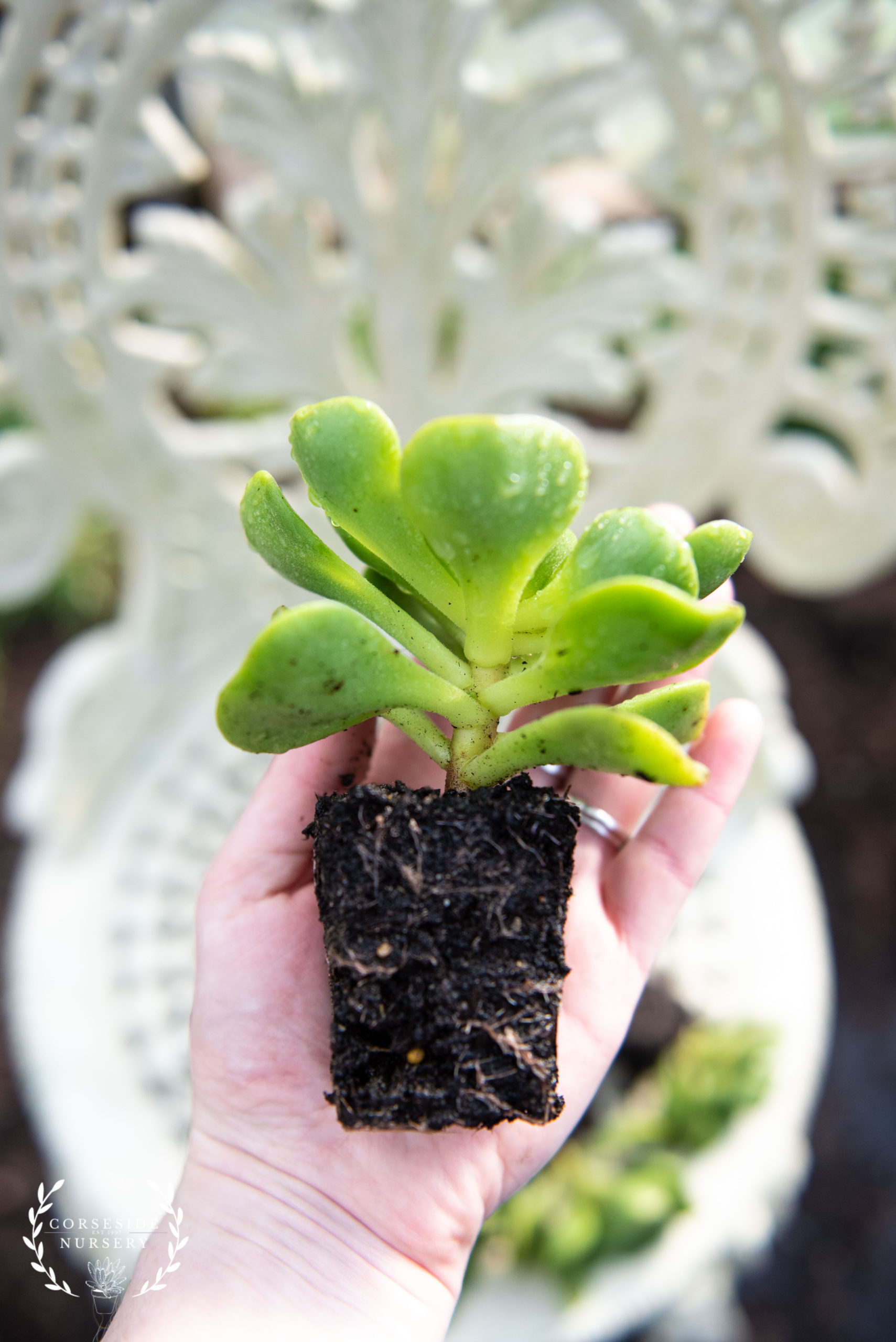 Aeonium ‘Lilypad’ – Well rooted succulents – UK Grown – Corseside ...