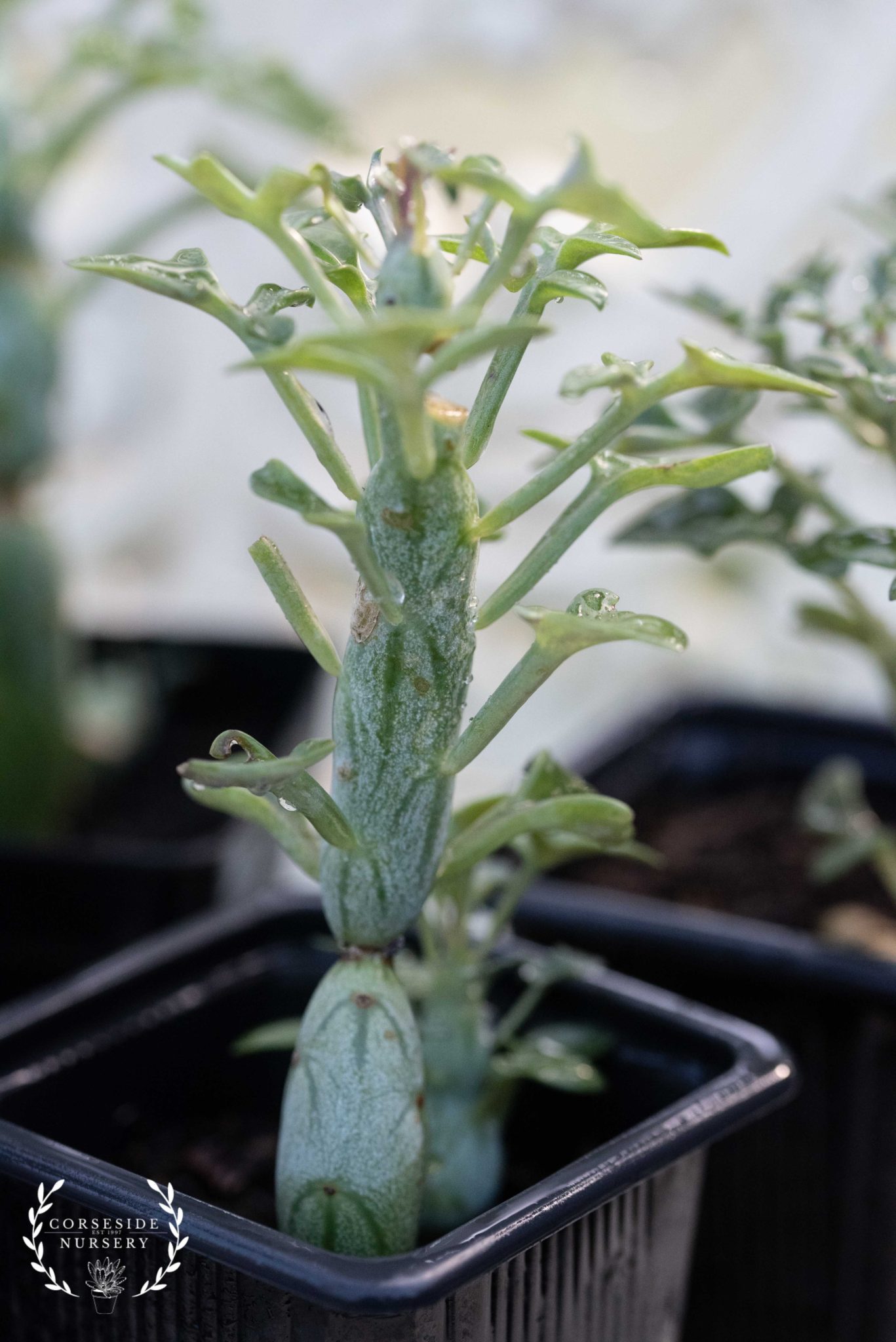 Senecio Curio Articulatus ‘Candle Plant’ – Well rooted succulents ...