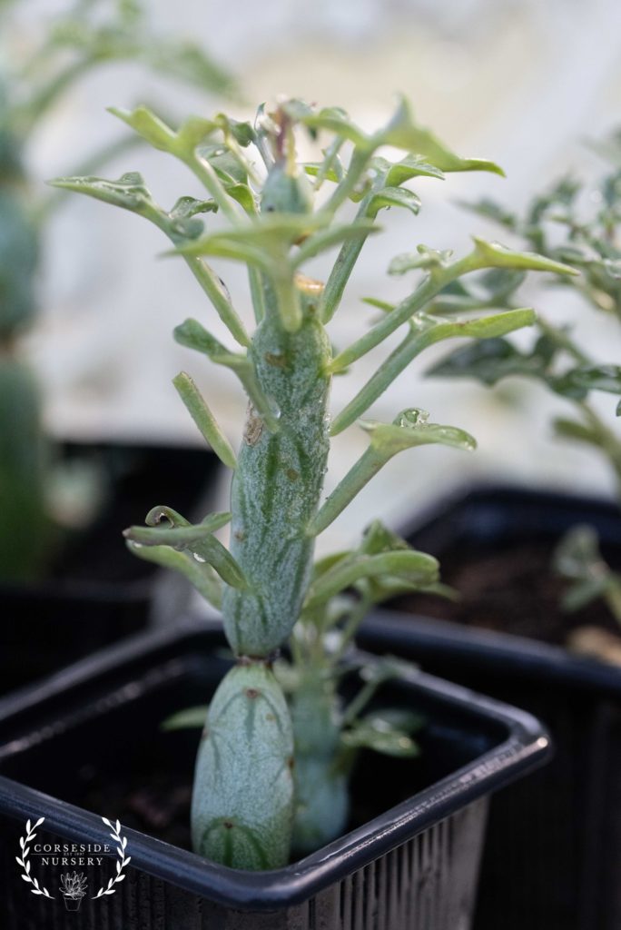 Senecio Curio Articulatus ‘Candle Plant’ – Well rooted succulents ...