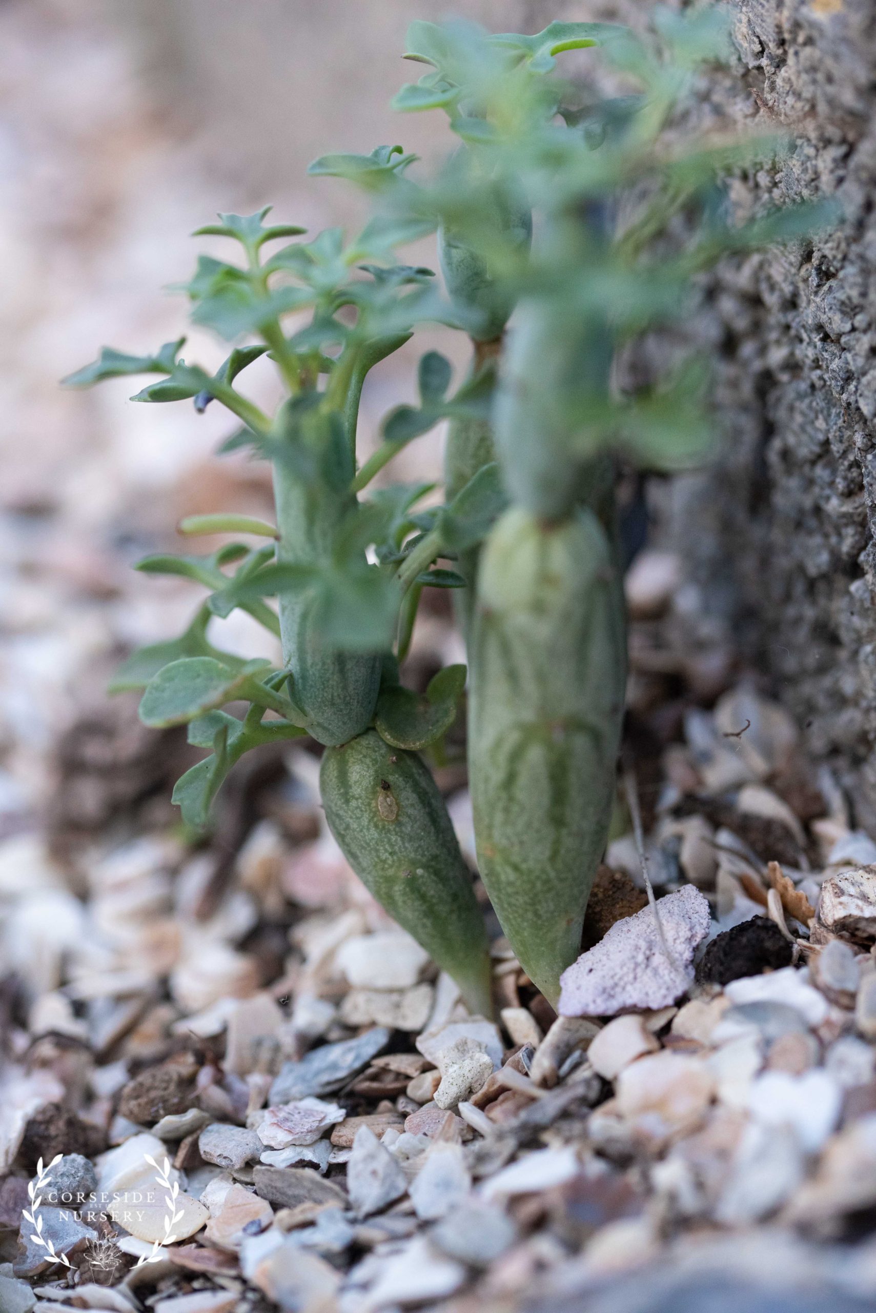 Senecio Curio Articulatus ‘Candle Plant’ – Well rooted succulents ...