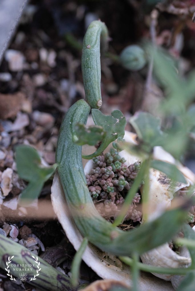 Senecio Curio Articulatus ‘Candle Plant’ – Well rooted succulents ...
