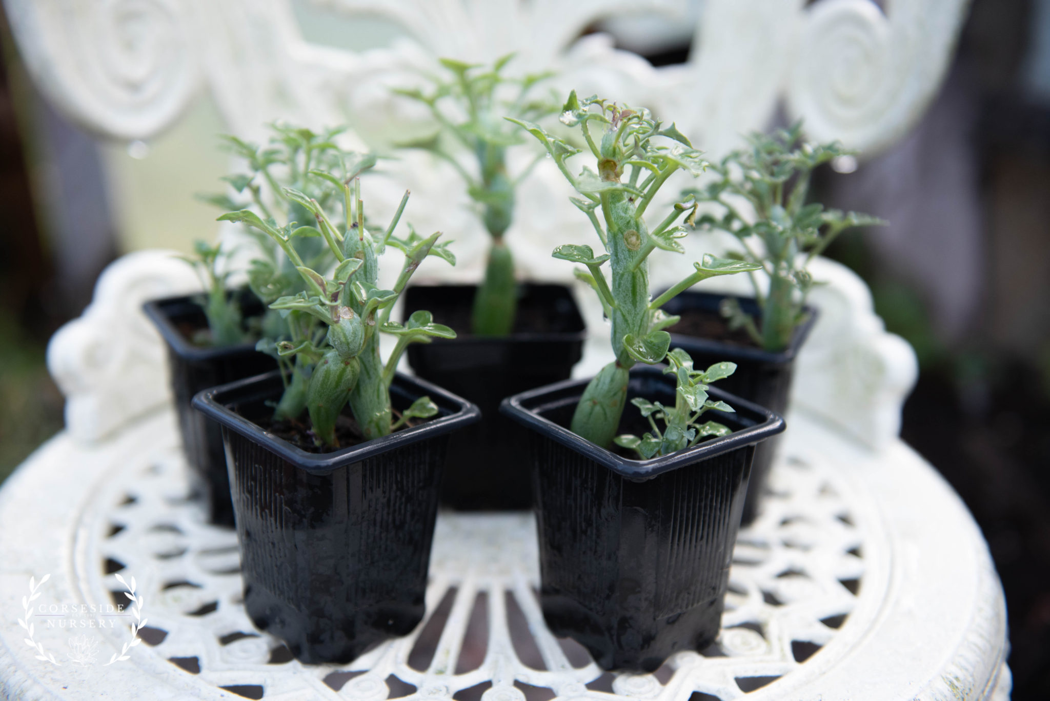 Senecio Curio Articulatus ‘Candle Plant’ – Well rooted succulents ...