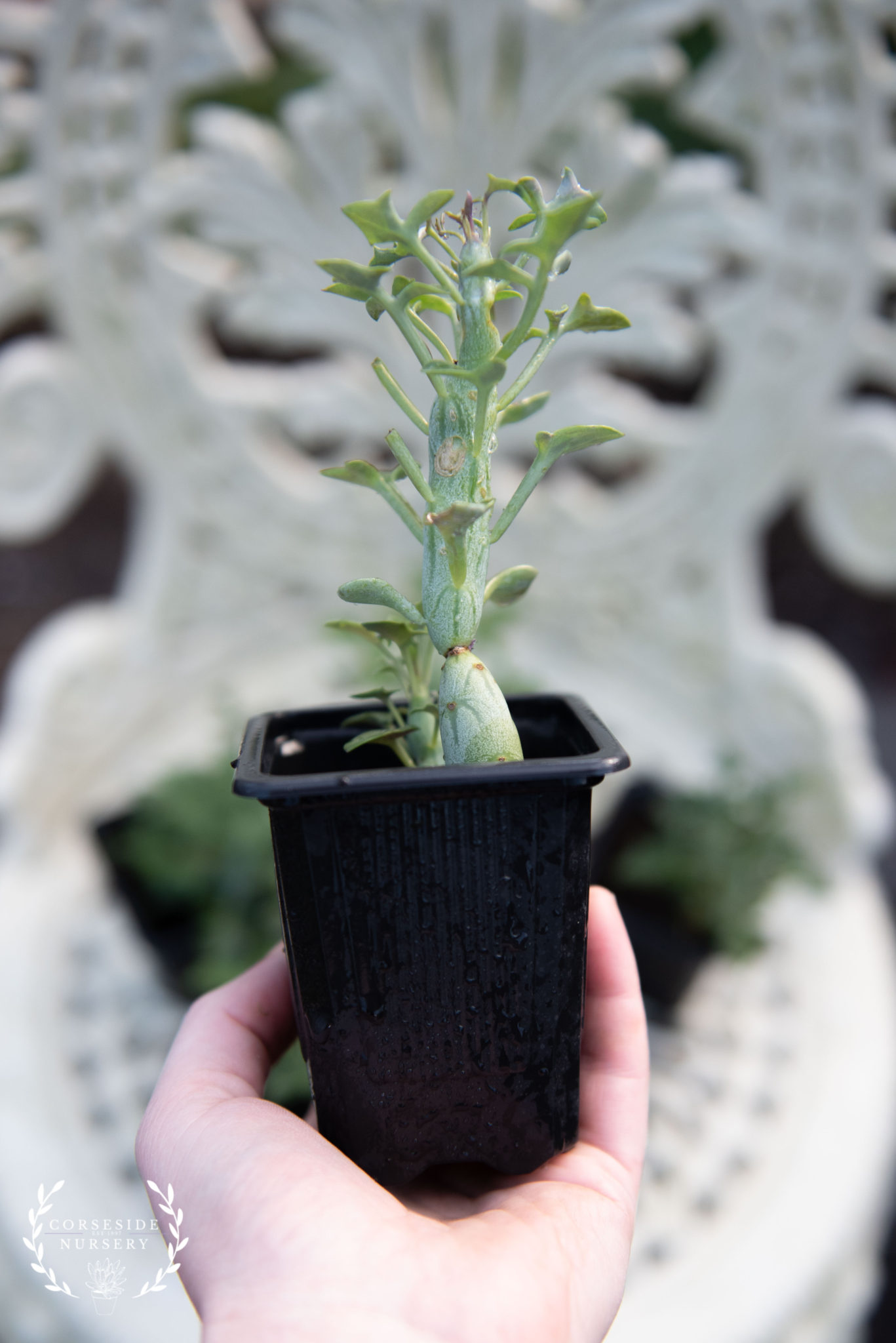 Senecio Curio Articulatus ‘Candle Plant’ – Well rooted succulents ...