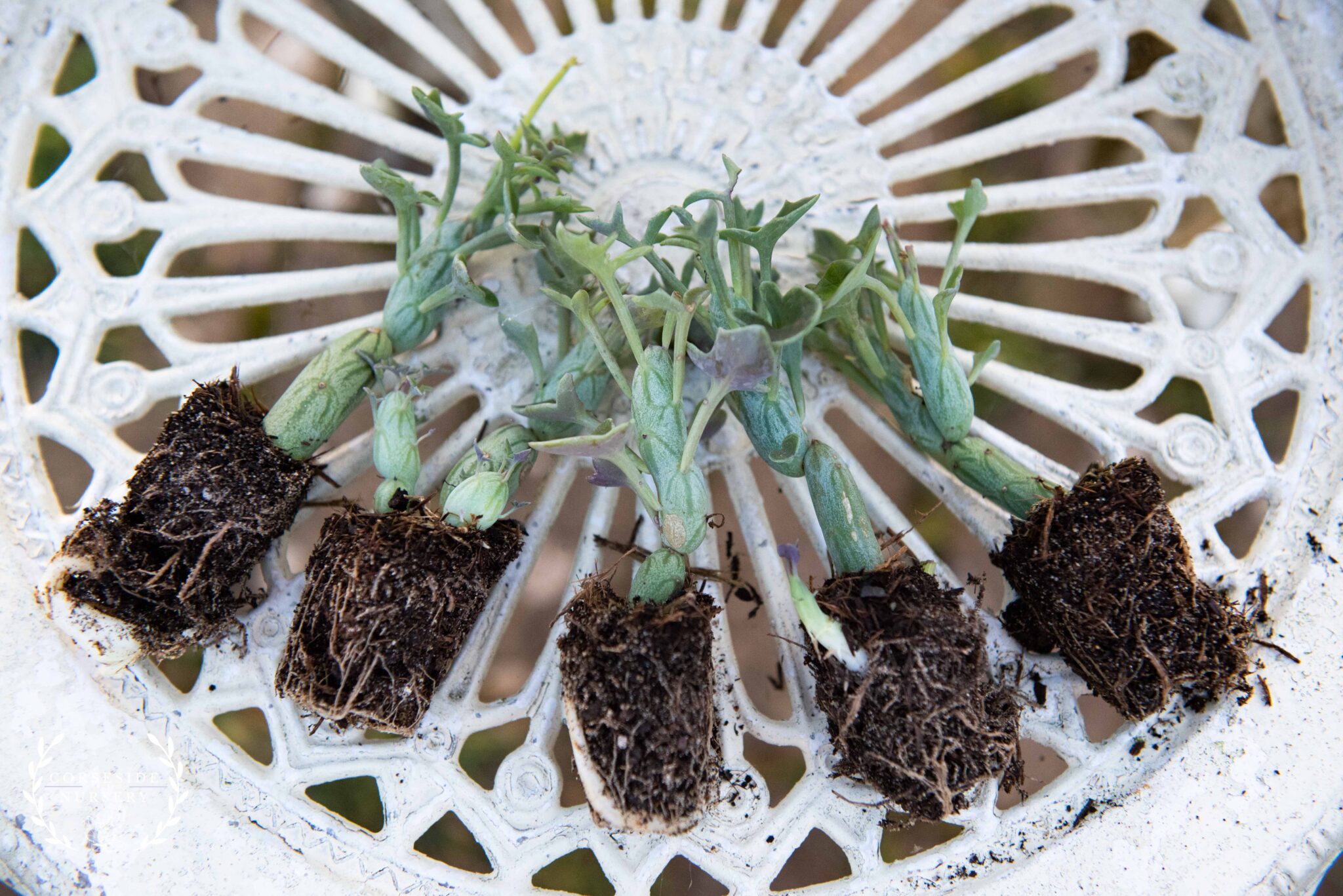 Senecio Curio Articulatus ‘Candle Plant’ – Well rooted succulents ...