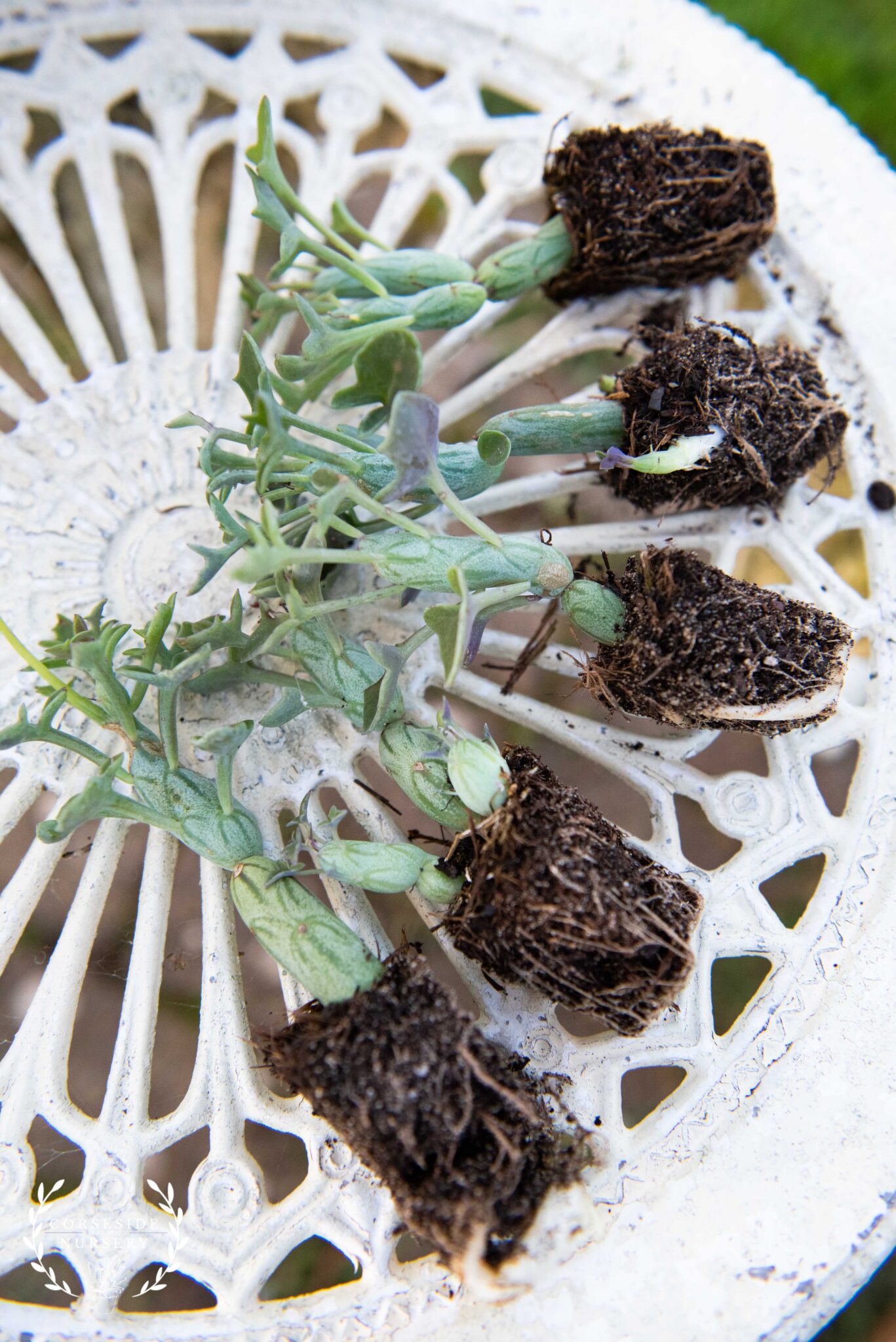 Senecio Curio Articulatus ‘Candle Plant’ – Well rooted succulents ...