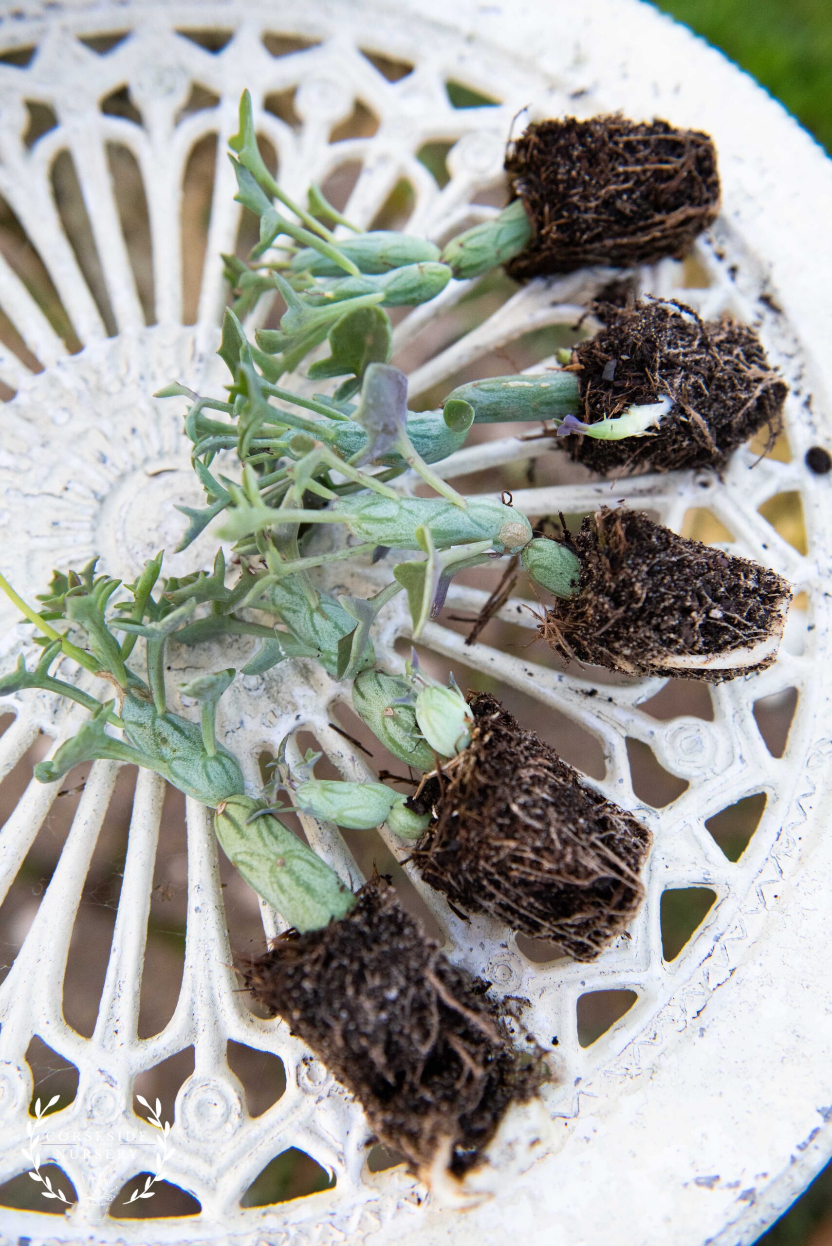 Senecio Curio Articulatus ‘Candle Plant’ – Well rooted succulents ...