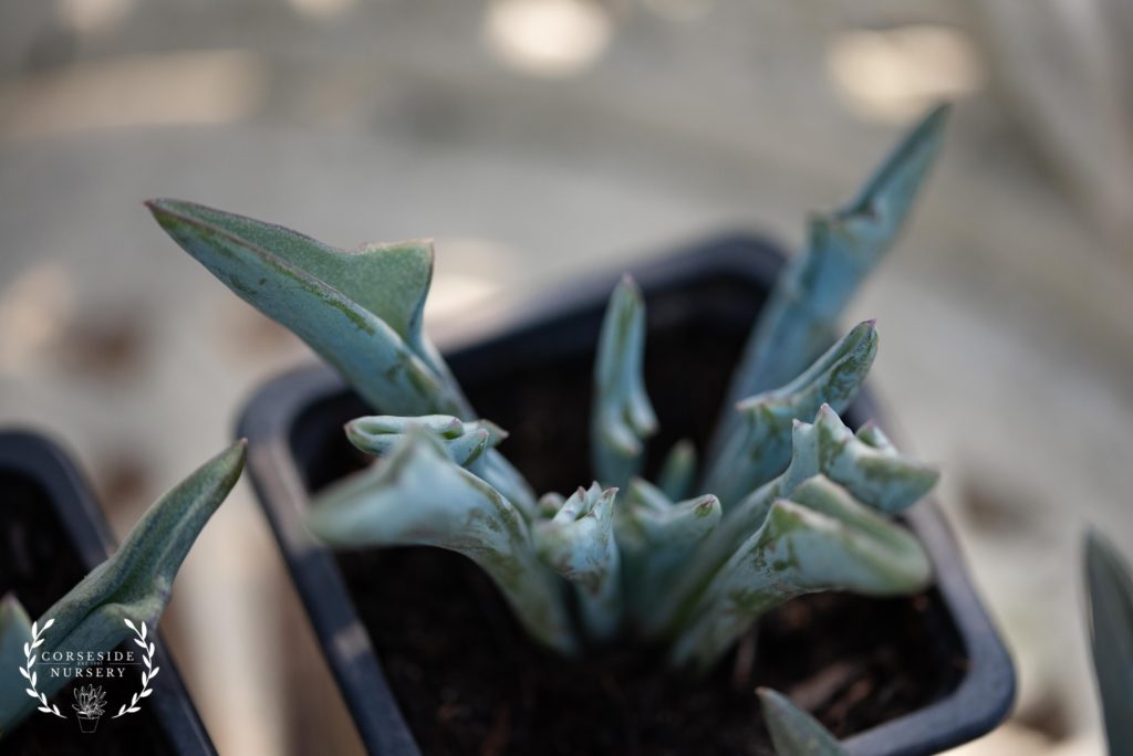 Senecio Kleiniiformis ‘Spear Head’ – UK Grown Succulents – Corseside ...