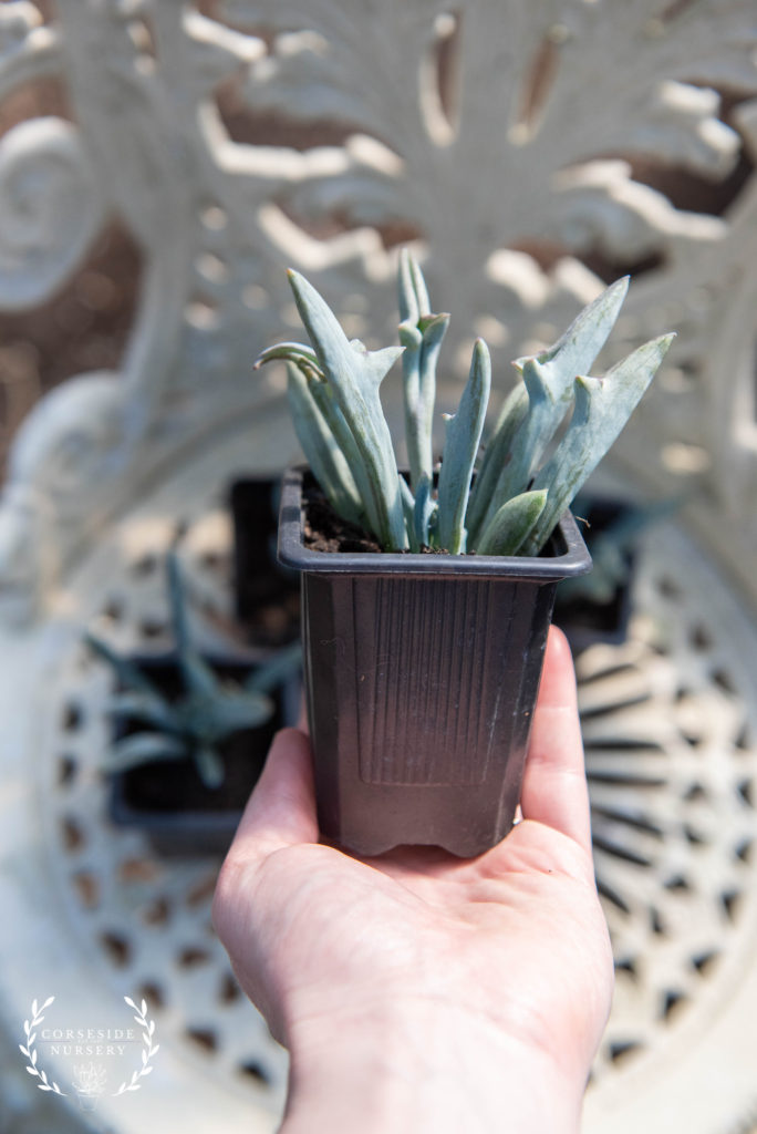 Senecio Kleiniiformis ‘Spear Head’ – UK Grown Succulents – Corseside ...