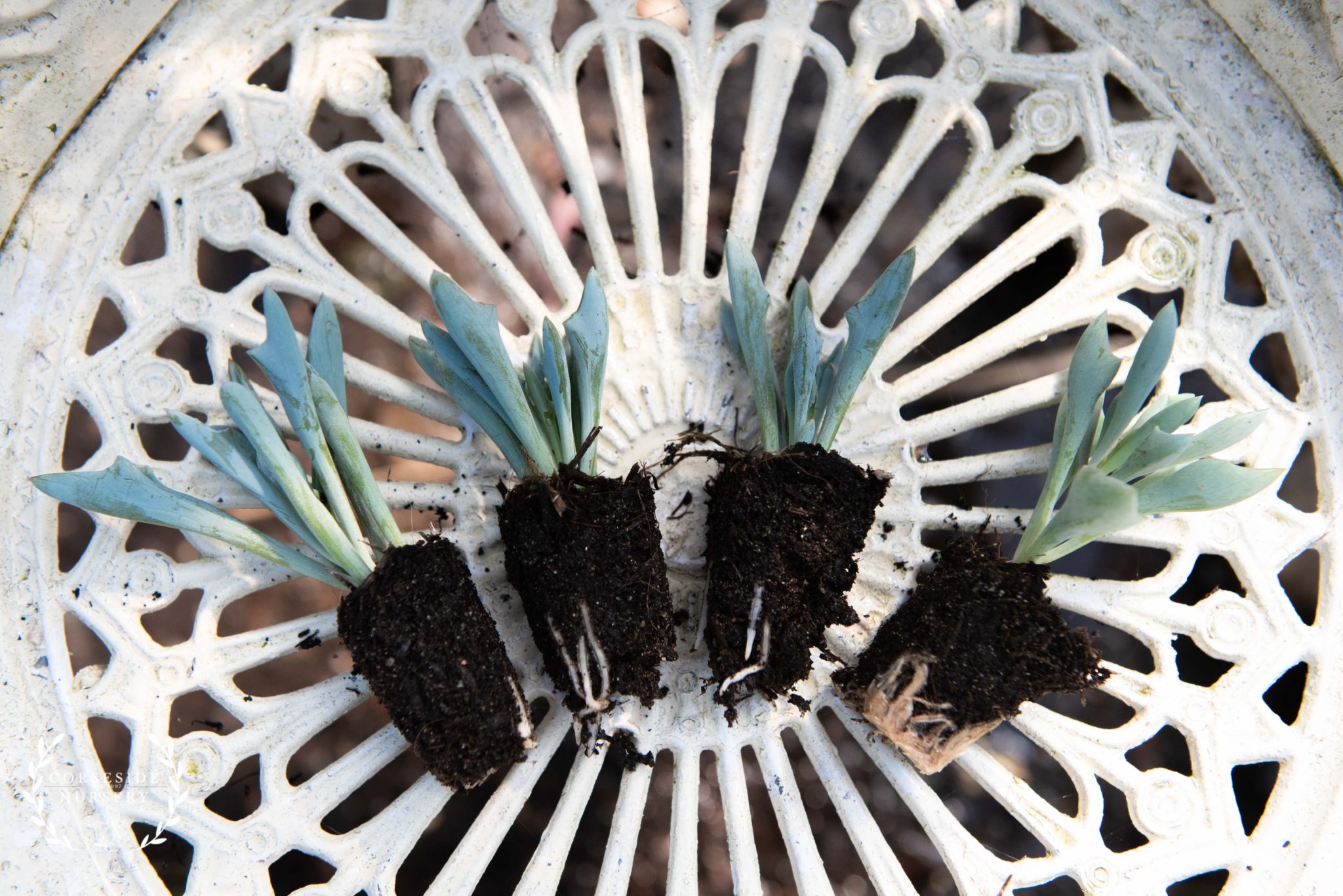 Senecio Kleiniiformis ‘Spear Head’ – UK Grown Succulents – Corseside ...