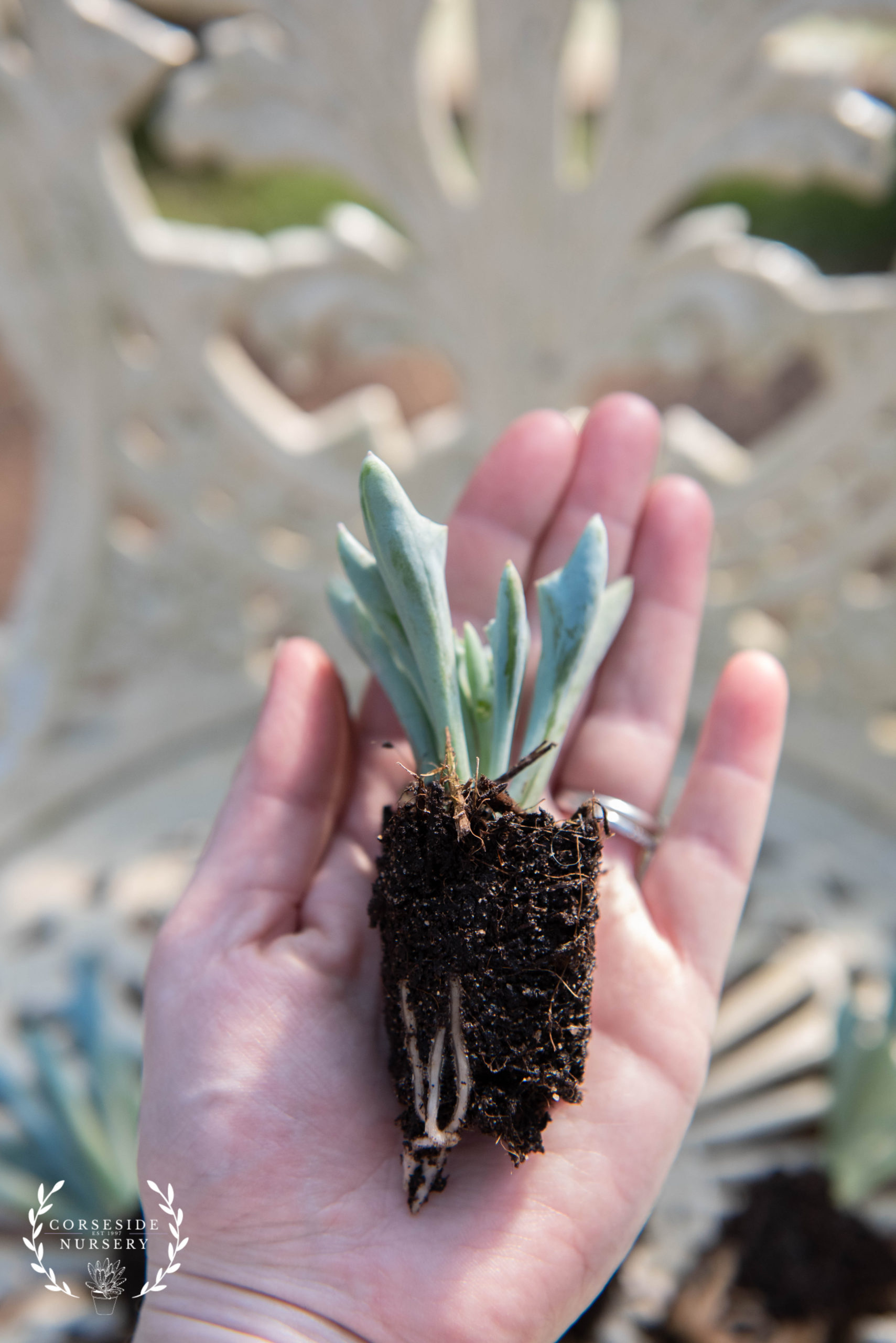 Senecio Kleiniiformis ‘Spear Head’ – UK Grown Succulents – Corseside ...