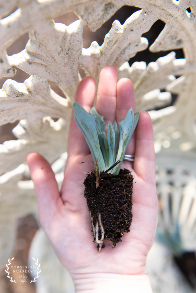 Senecio Kleiniiformis ‘Spear Head’ – UK Grown Succulents – Corseside ...