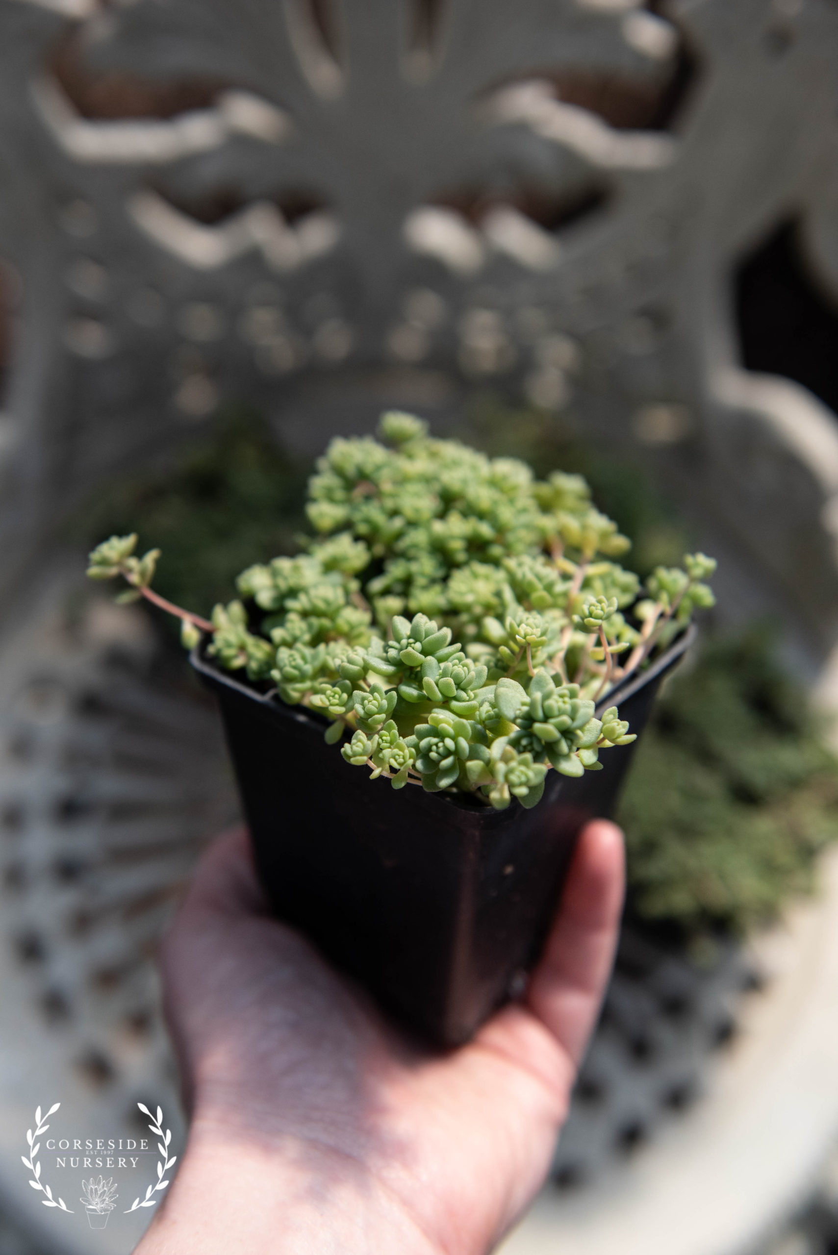 Sedum Dasyphyllum - MAJOR - 'Corsican stonecrop' well rooted succulent ...