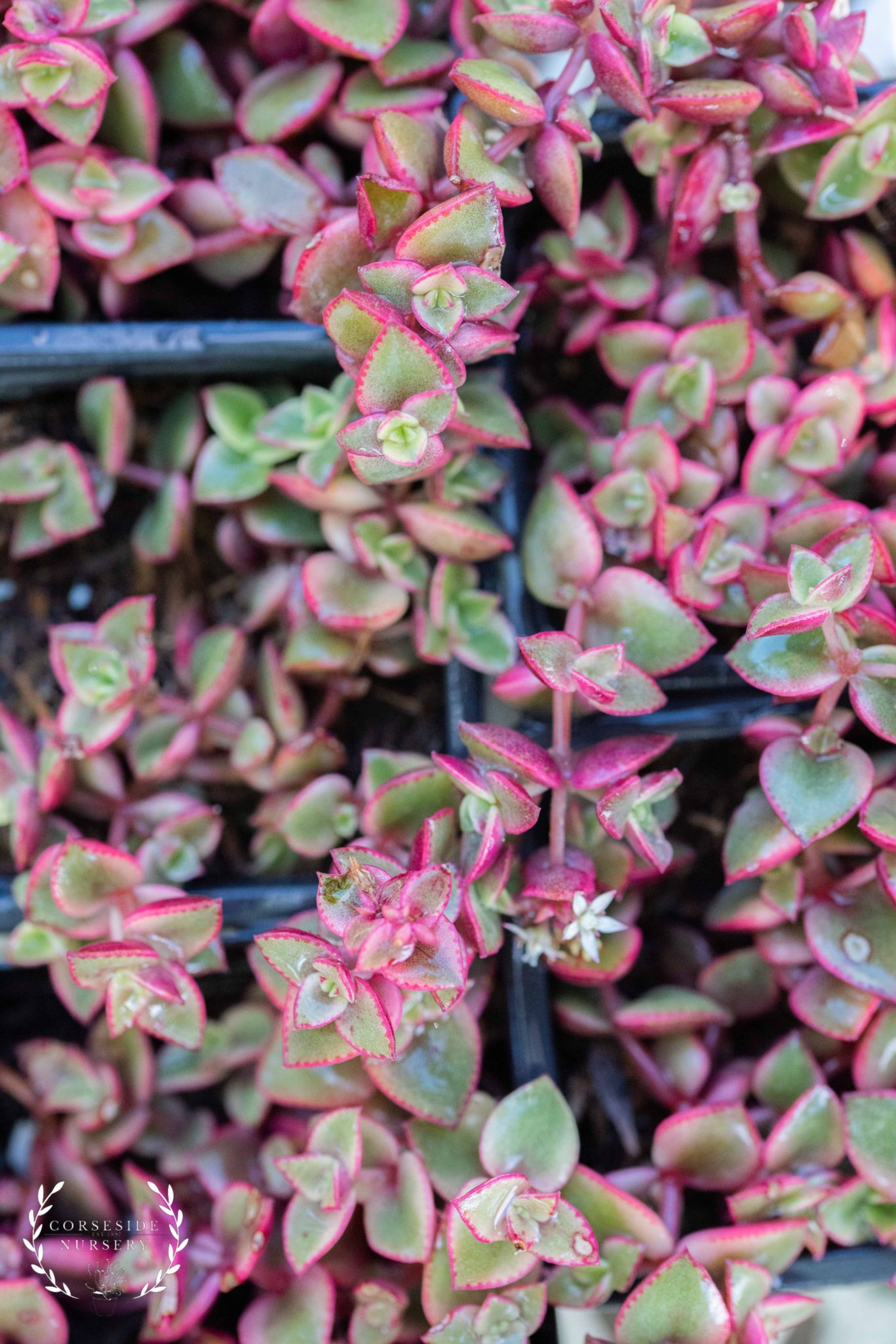 Crassula Calico Kitten – Well rooted UK grown succulents – Corseside ...