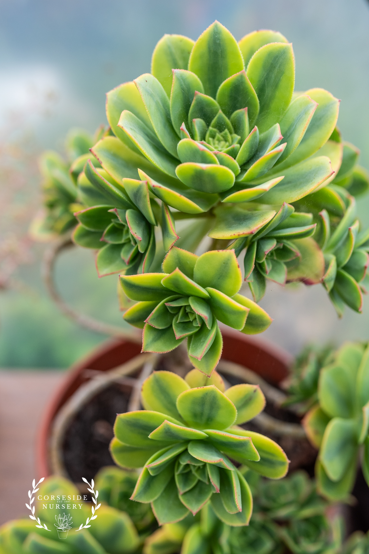 Aeonium Floresens (Starburst) – Well rooted, potted succulent – UK ...