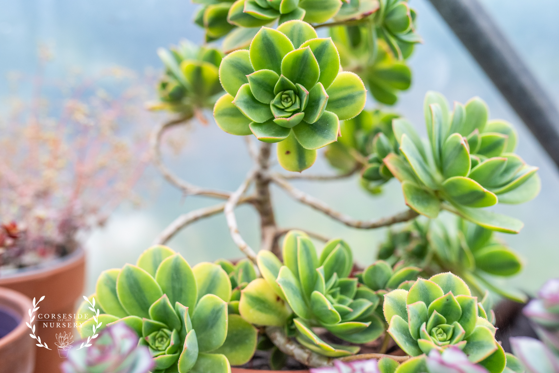 Aeonium Floresens (Starburst) – Well rooted, potted succulent – UK ...