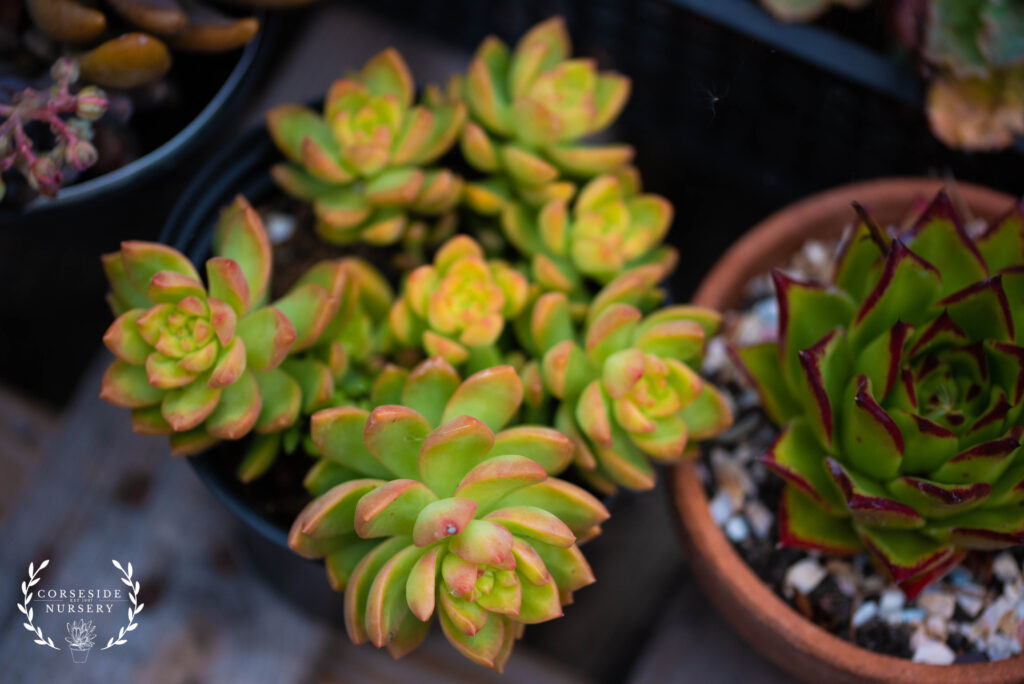 Sedeveria Lutea – Well rooted, potted succulent – UK GROWN – Corseside ...