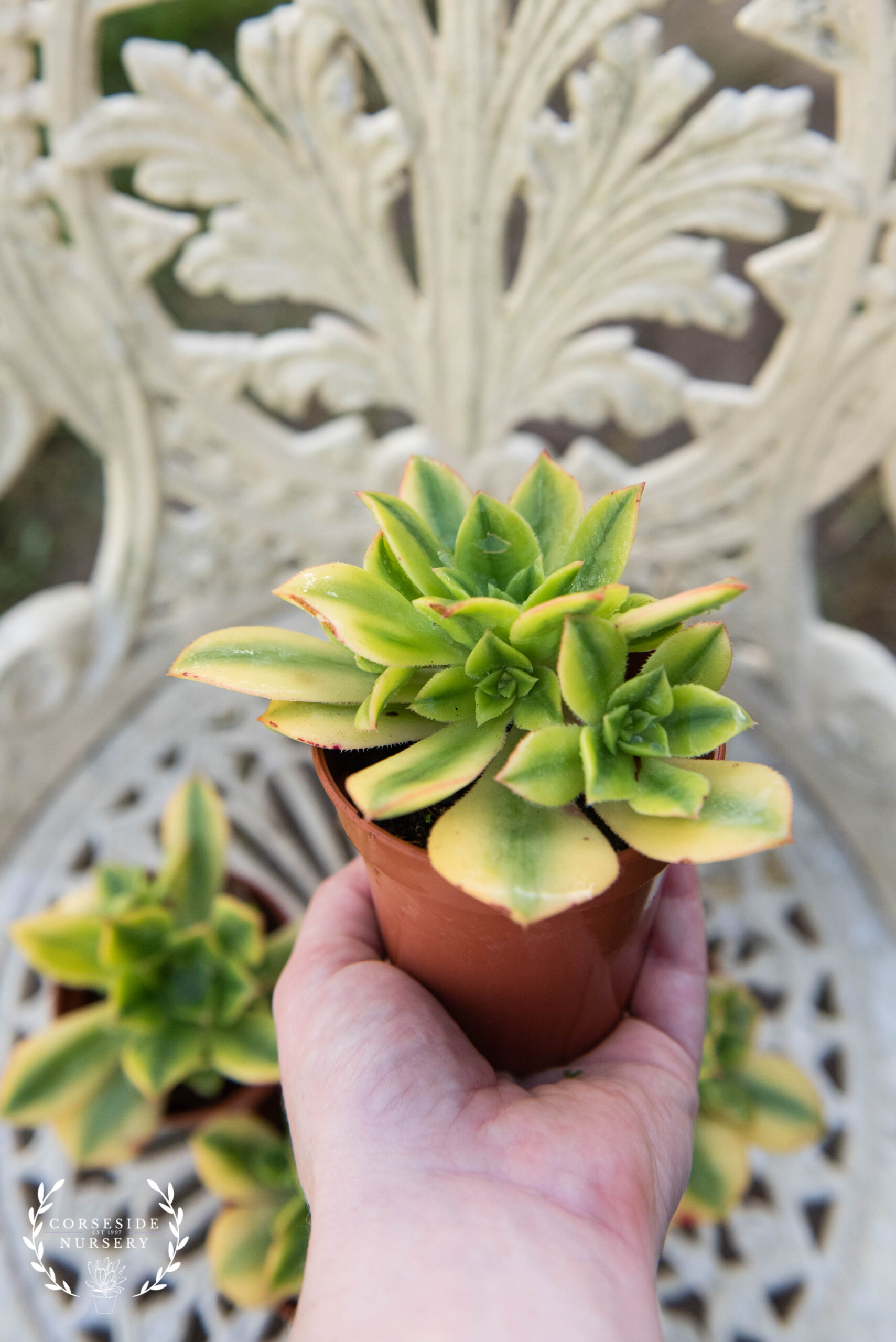 Aeonium Floresens (Starburst) – Well rooted, potted succulent – UK ...